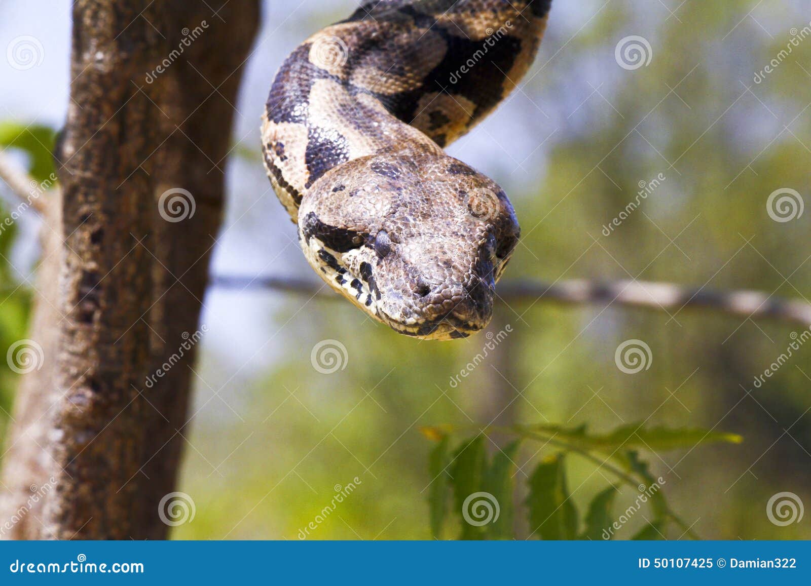 De Van Madagascar of Boomboa Van Madagascar Stock Afbeelding - Image of ...