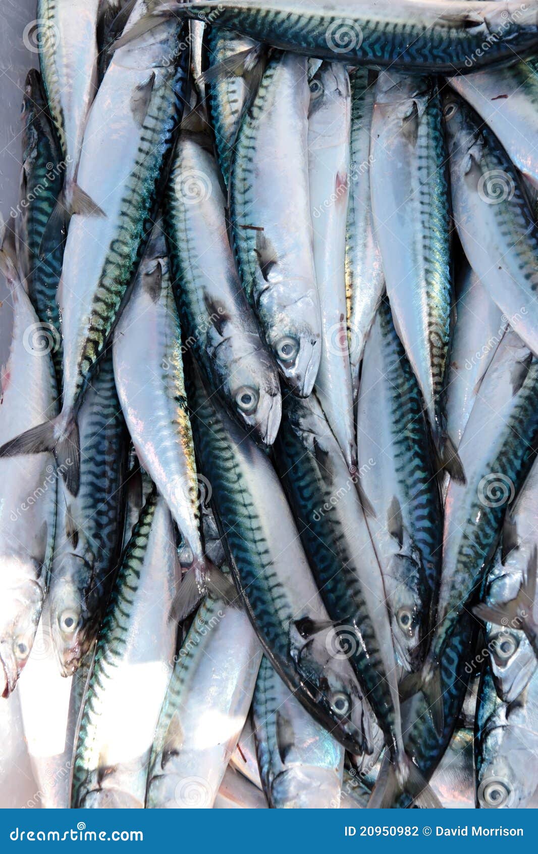 De Vangst Van Fishermans Van Verse Makreel Stock Foto - Image of groep, gezond: 20950982