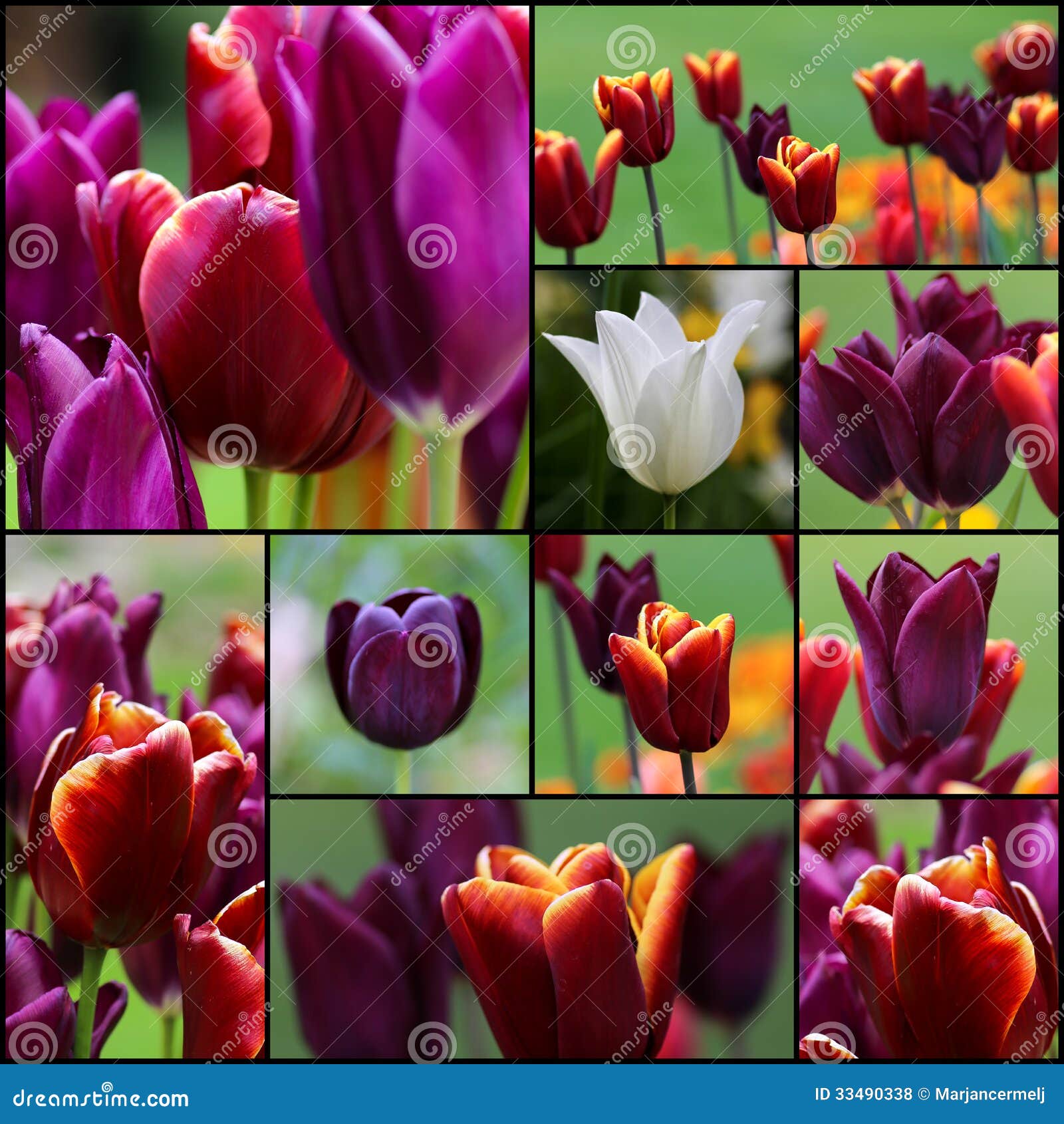 De Vastgestelde Collage Van Violet Red White Tulip Flowers Stock Foto ...
