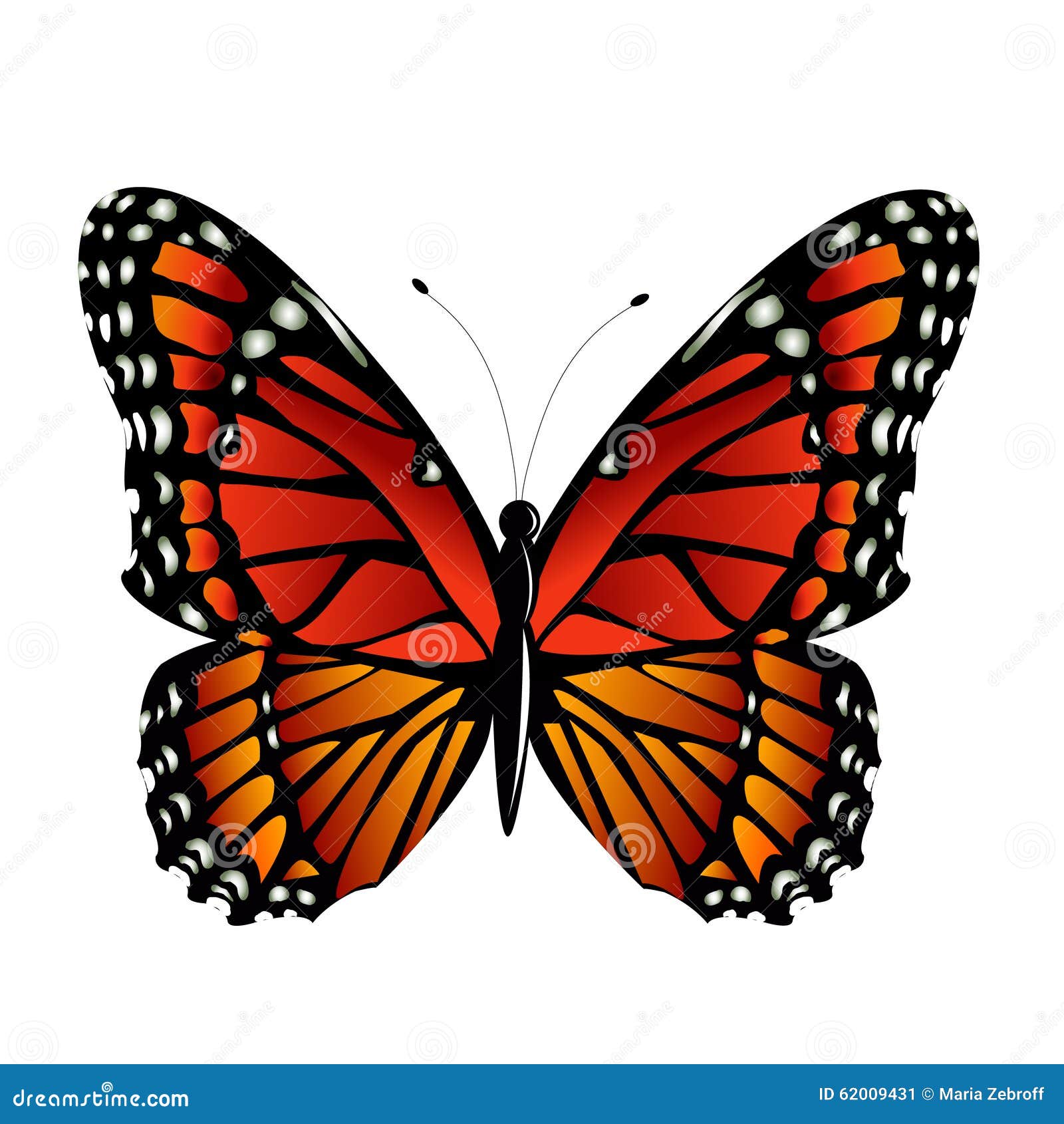 De Vector Van De Monarchvlinder Vector Illustratie - Illustration of ...