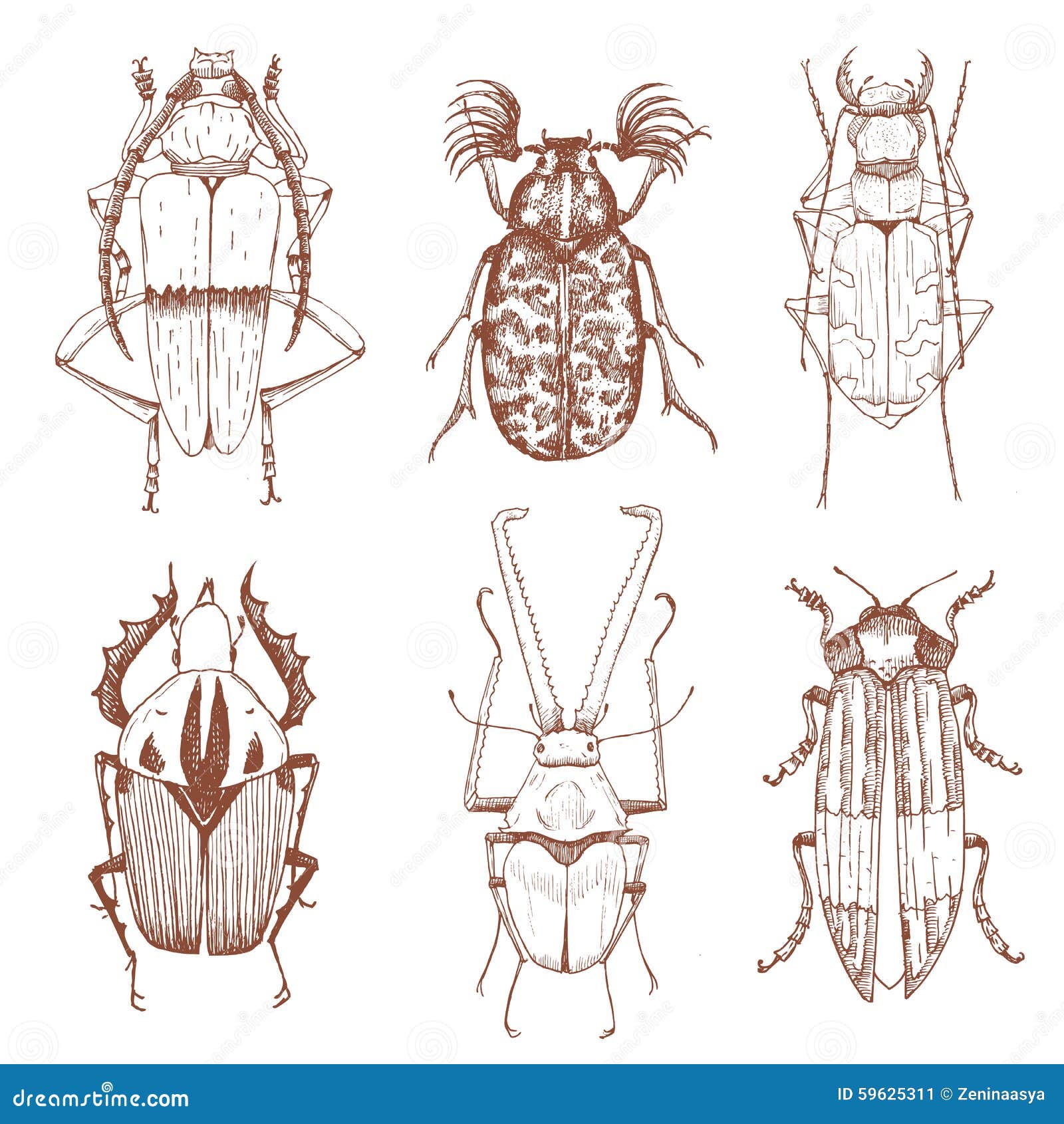 De Vectorhand Getrokken Kevers Van Nice Vector Illustratie ...