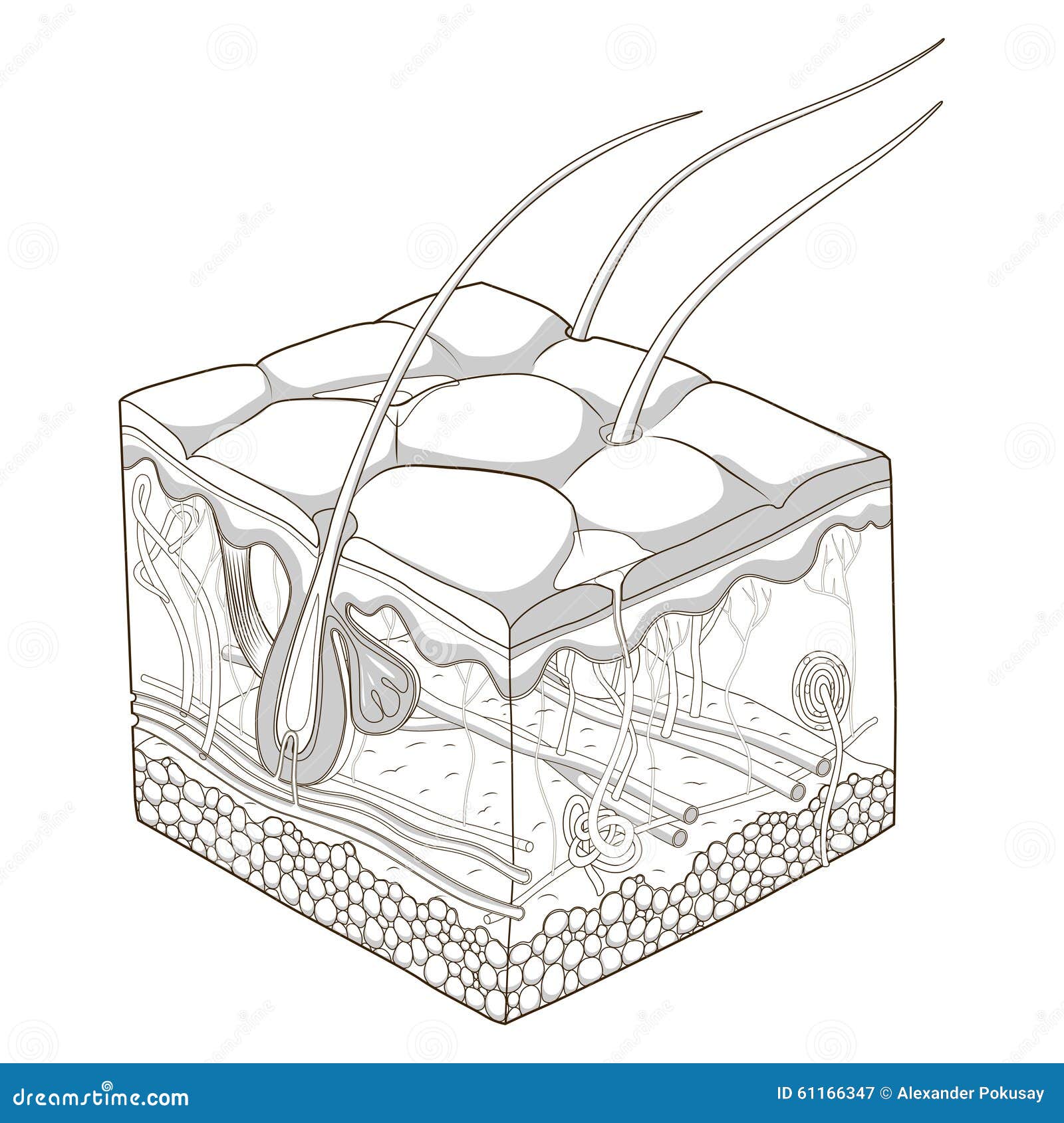 Integumentary System Diagram Worksheet Sketch Coloring Page