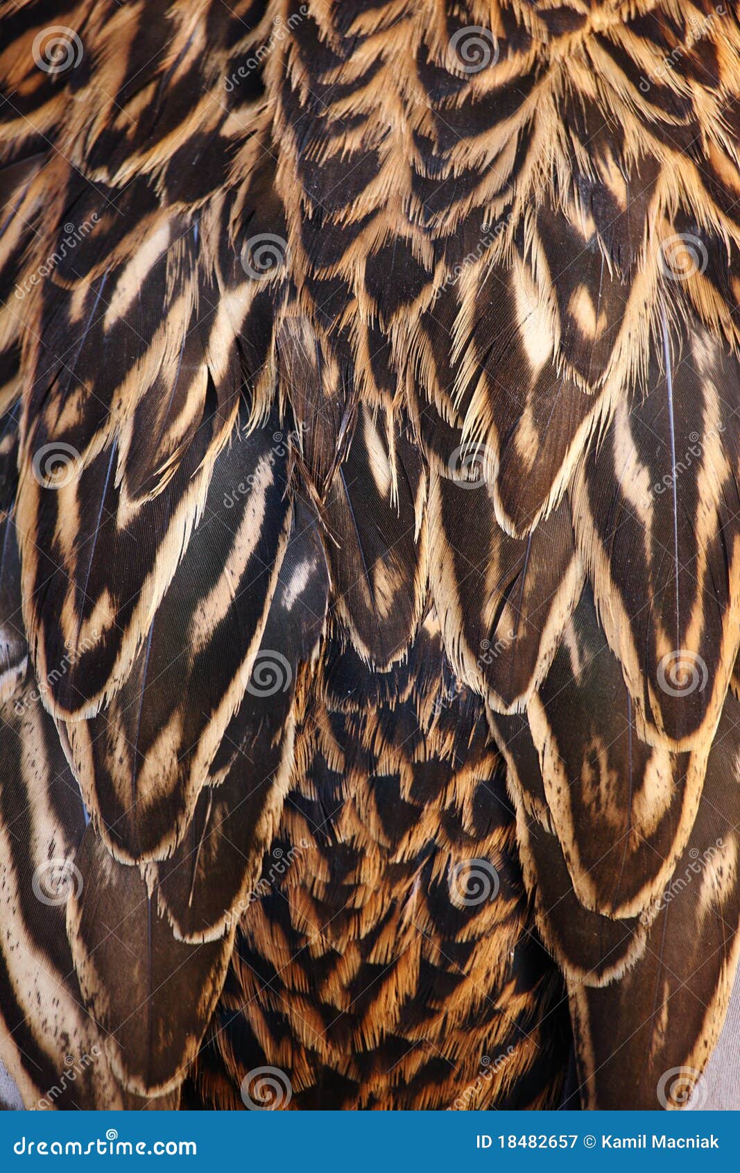 De veer van de eend stock afbeelding. Image of vleugel - 18482657