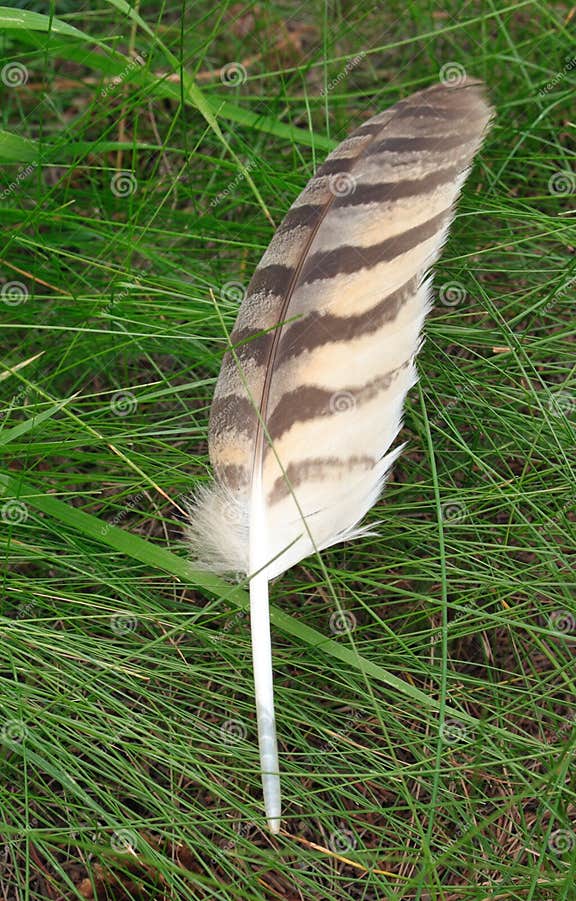 De Veer van de uil stock foto. Image of veer, gestreept - 10219794