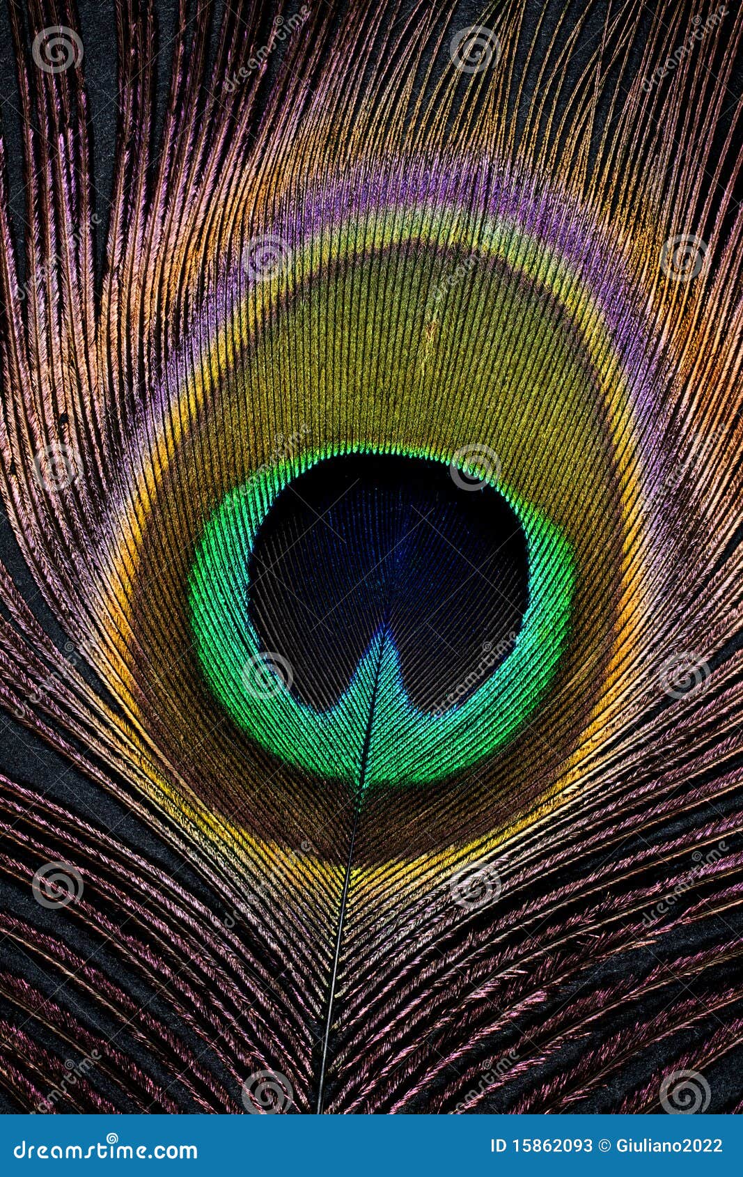 De Veerclose-up Van De Pauw Stock Afbeelding - Image of sluit, veer ...