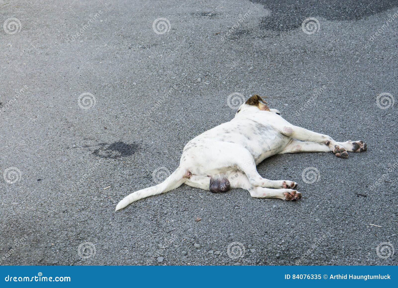De Verdwaalde Hond Slaapt Op De Straat Stock Afbeelding - Image of half ...