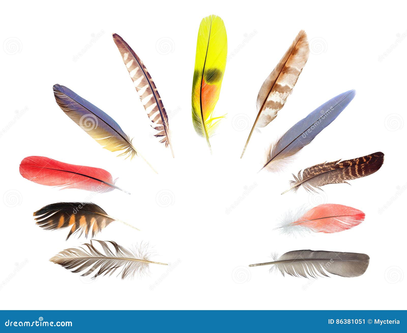 De Veren Van De Inzamelingspen Van Vogels Stock Afbeelding - Image of ...