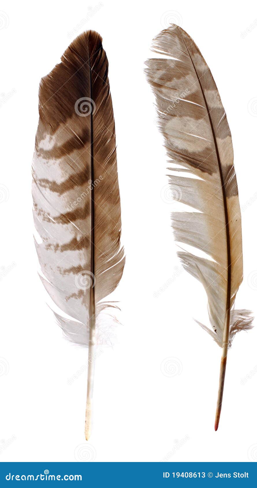 De Veren Van De Uil En Van De Buizerd Stock Afbeelding - Image of veer ...