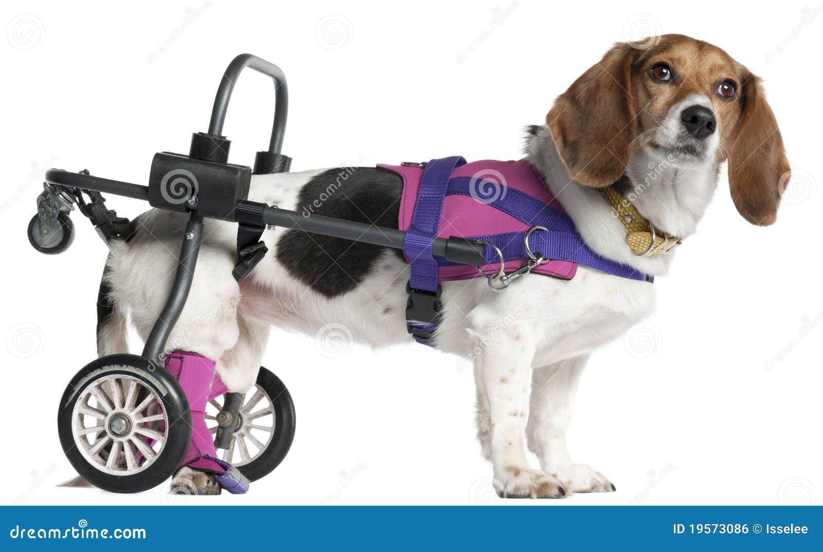 De Verlamde Gehandicapte Hond Van Het Mengen-Ras Stock Foto - Image of ...
