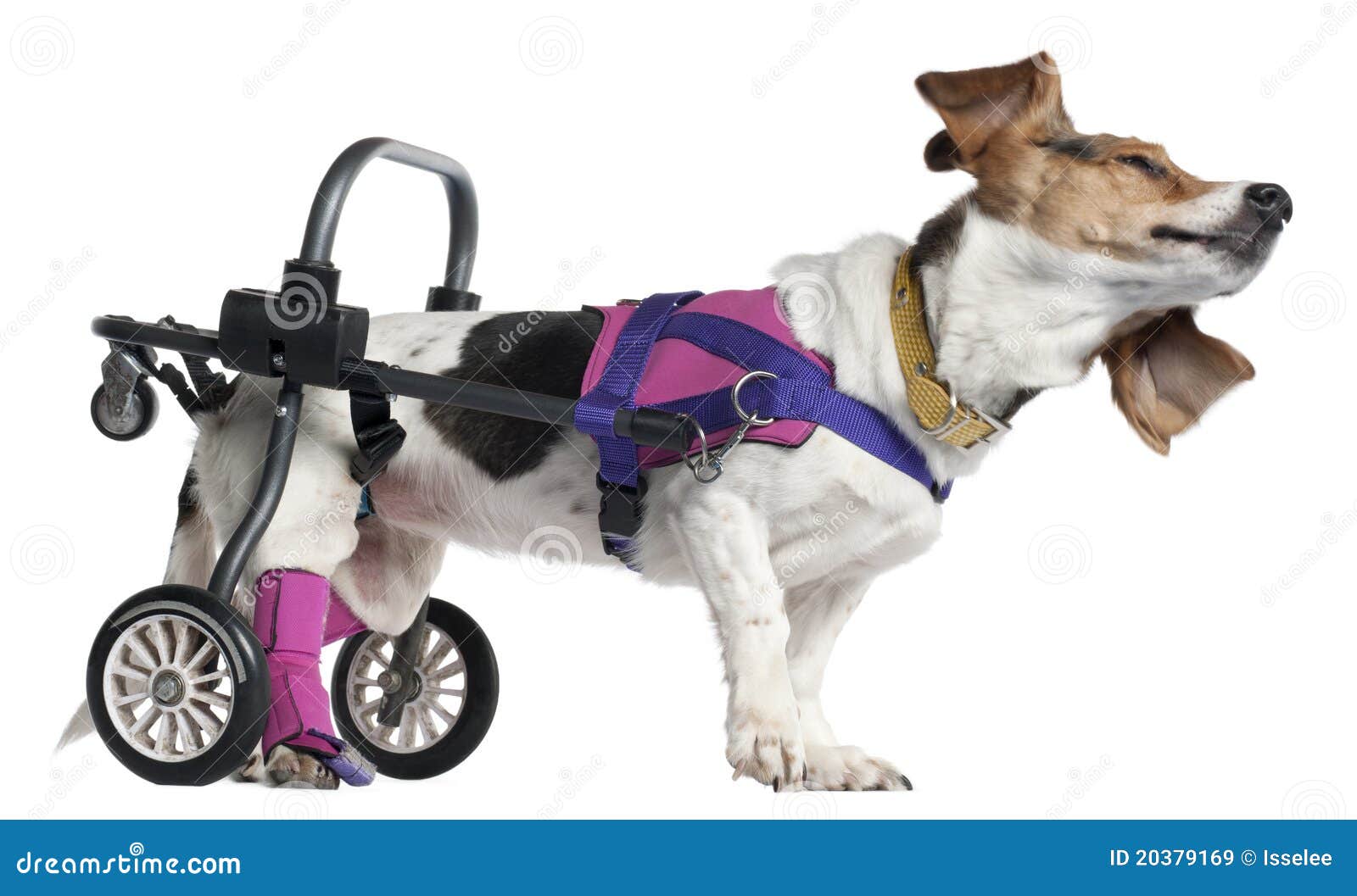 De Verlamde Gehandicapte Hond Van Het Mengen-Ras Stock Afbeelding ...