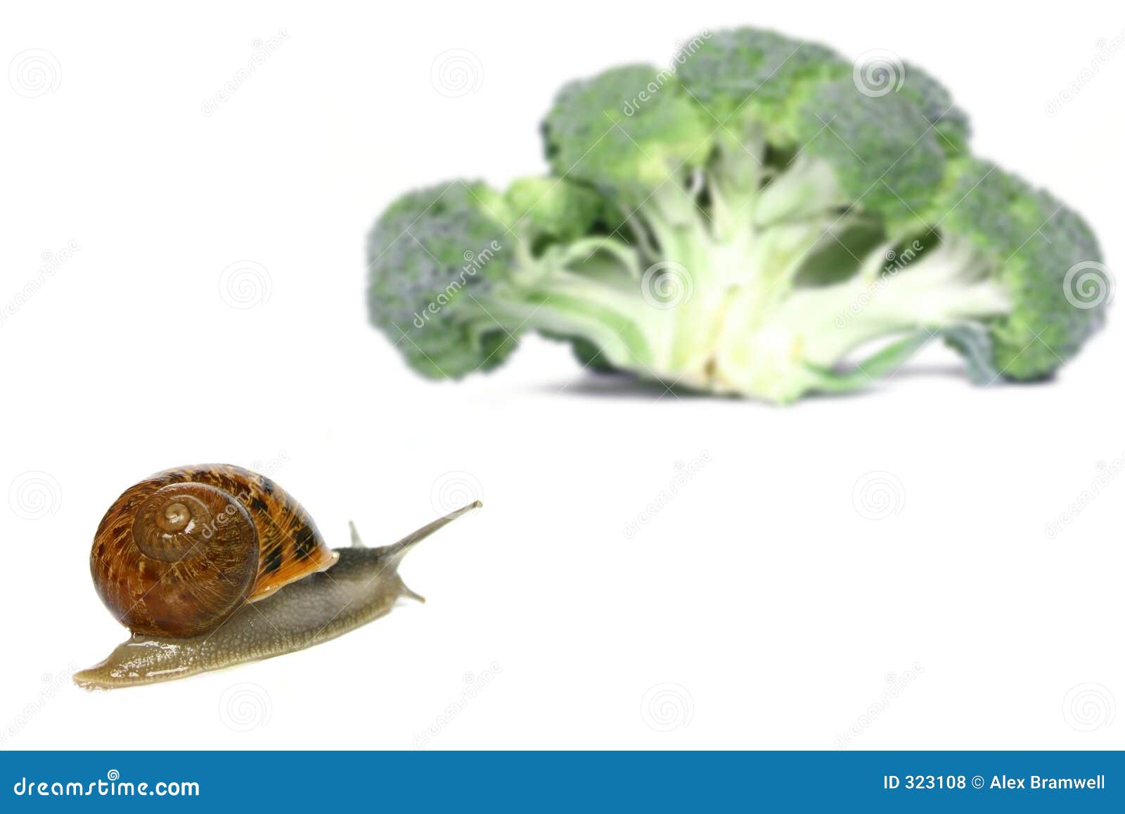 De Verleiding van de slak stock foto. Image of kruipen - 323108