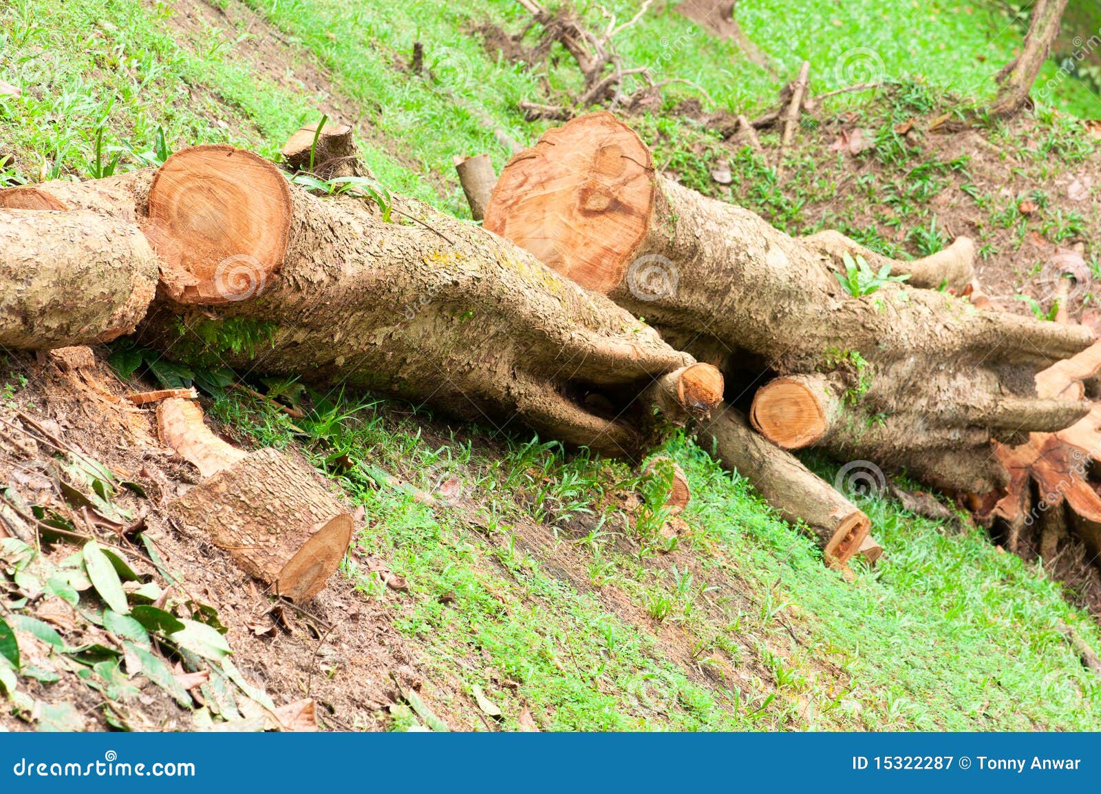 De Vernietiging Van De Boom Stock Afbeelding - Image of onwettig ...