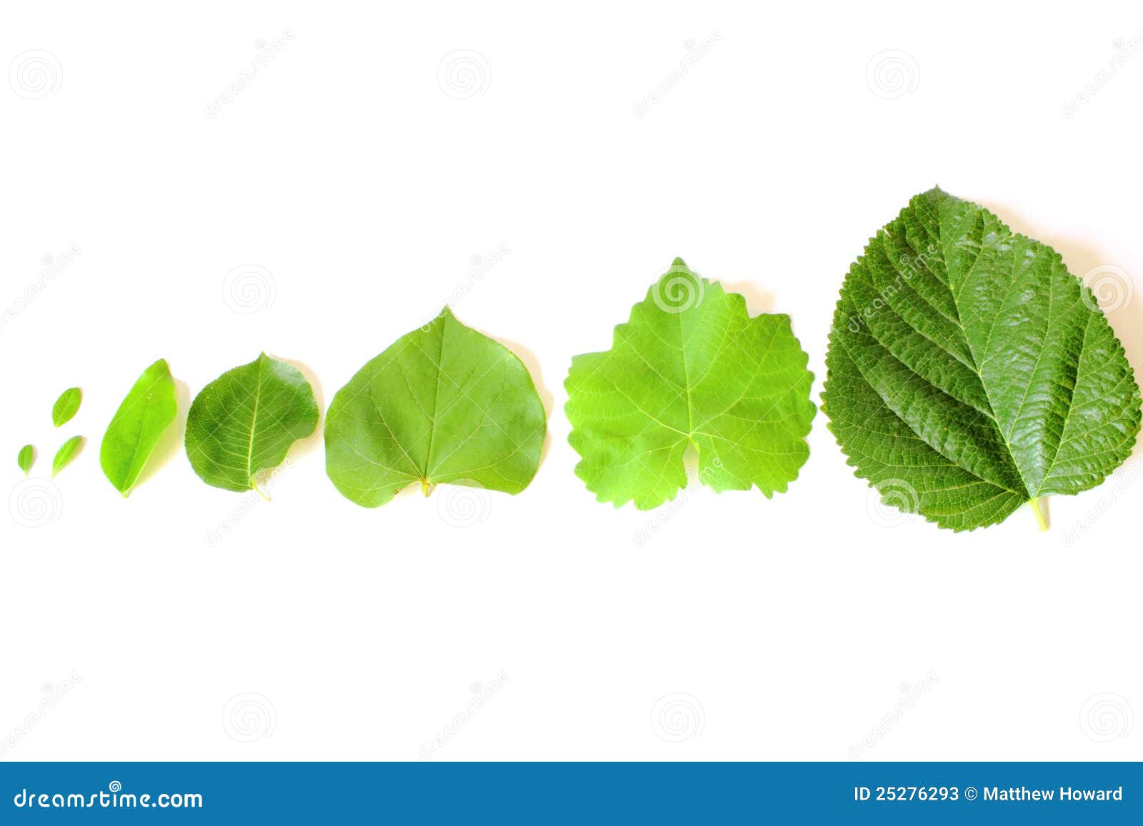 De Verschillende Bladeren Van De Boom Stock Afbeelding - Image of ...