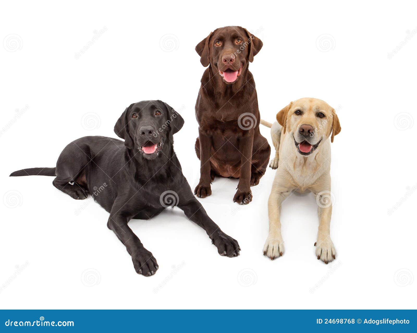 Labrador Retriever Alle Kleuren Een Compleet Overzicht Van