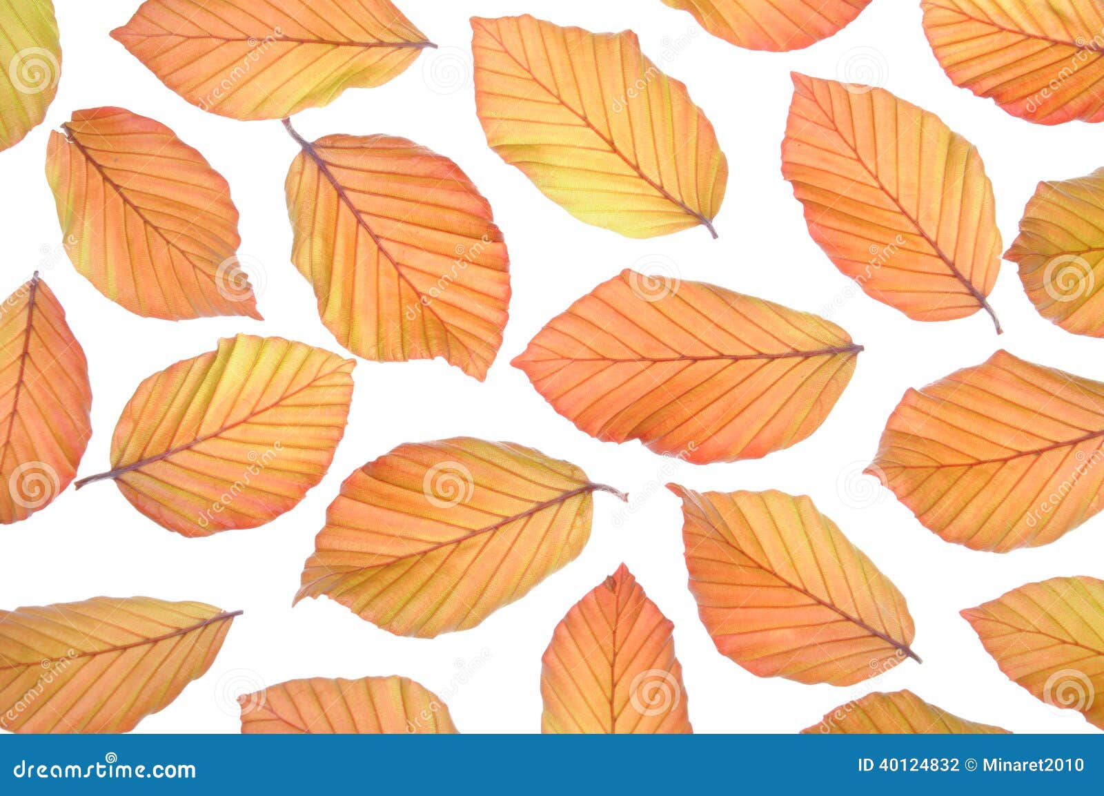 De Verse Bladeren Van De Beukboom Stock Foto - Image of bruin, kleur ...