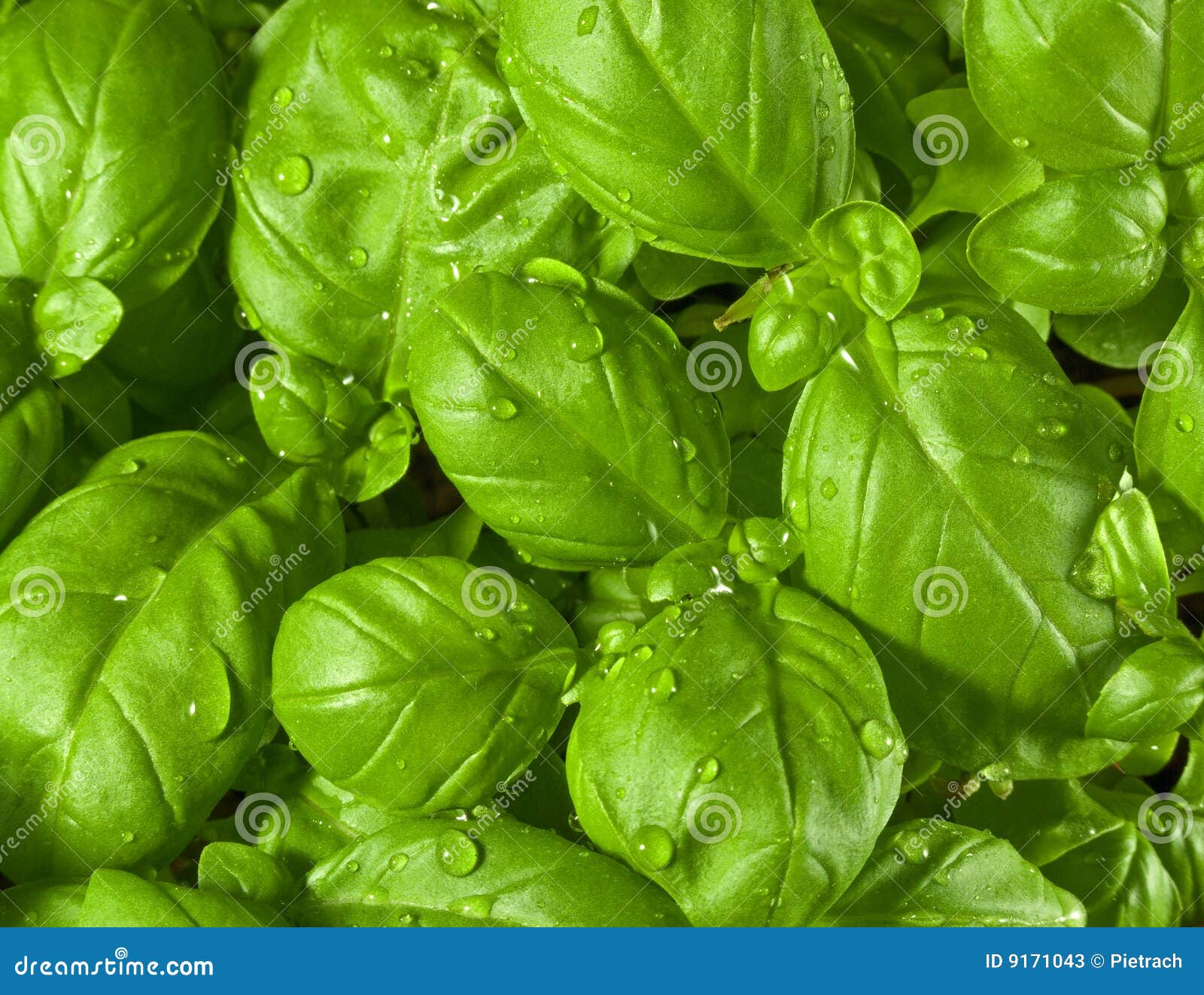 De Verse Bladeren Van Het Basilicum Stock Afbeelding - Image of blad ...