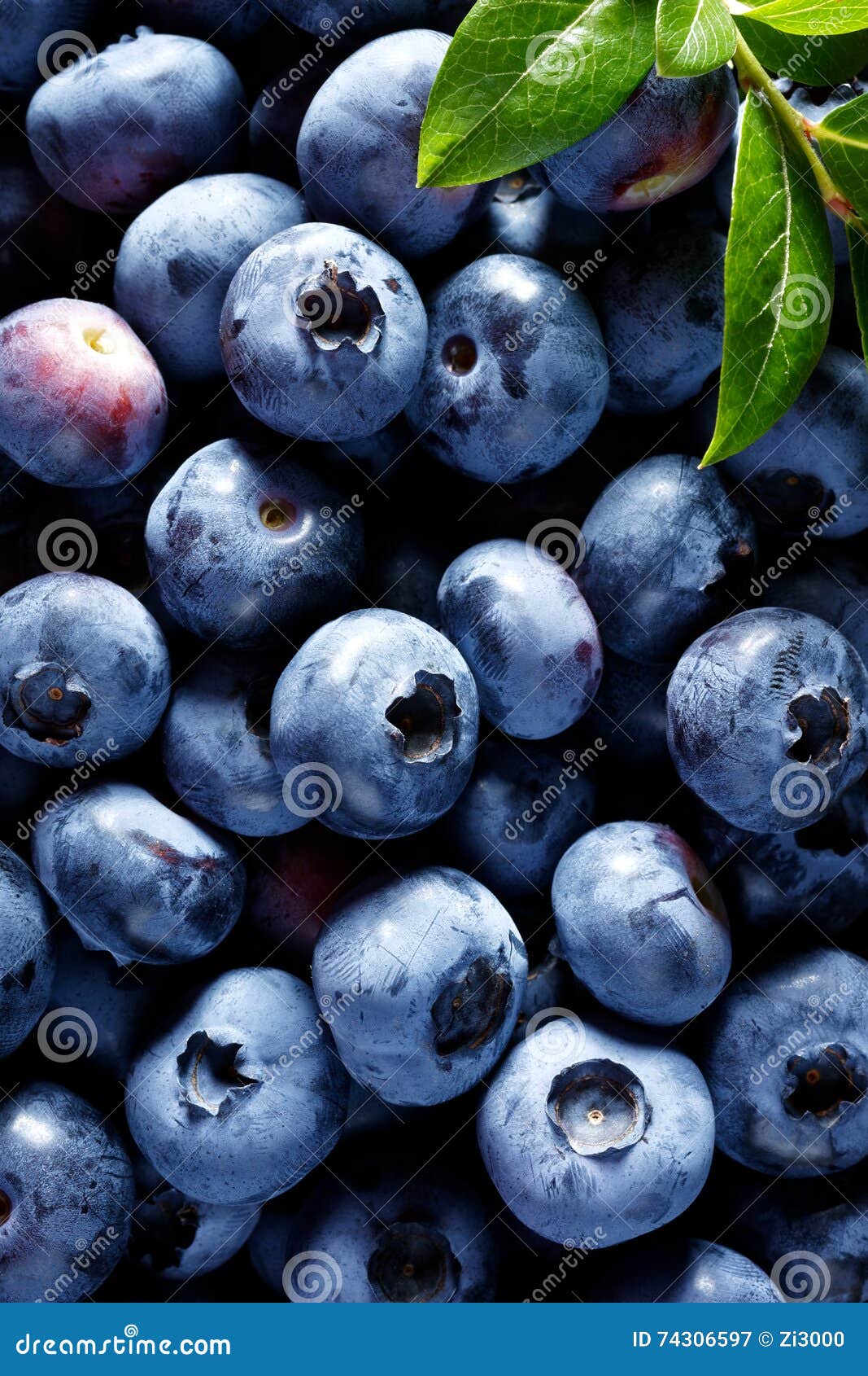 De Verse Bosbessen, Sluiten Omhoog Stock Afbeelding - Image of ...