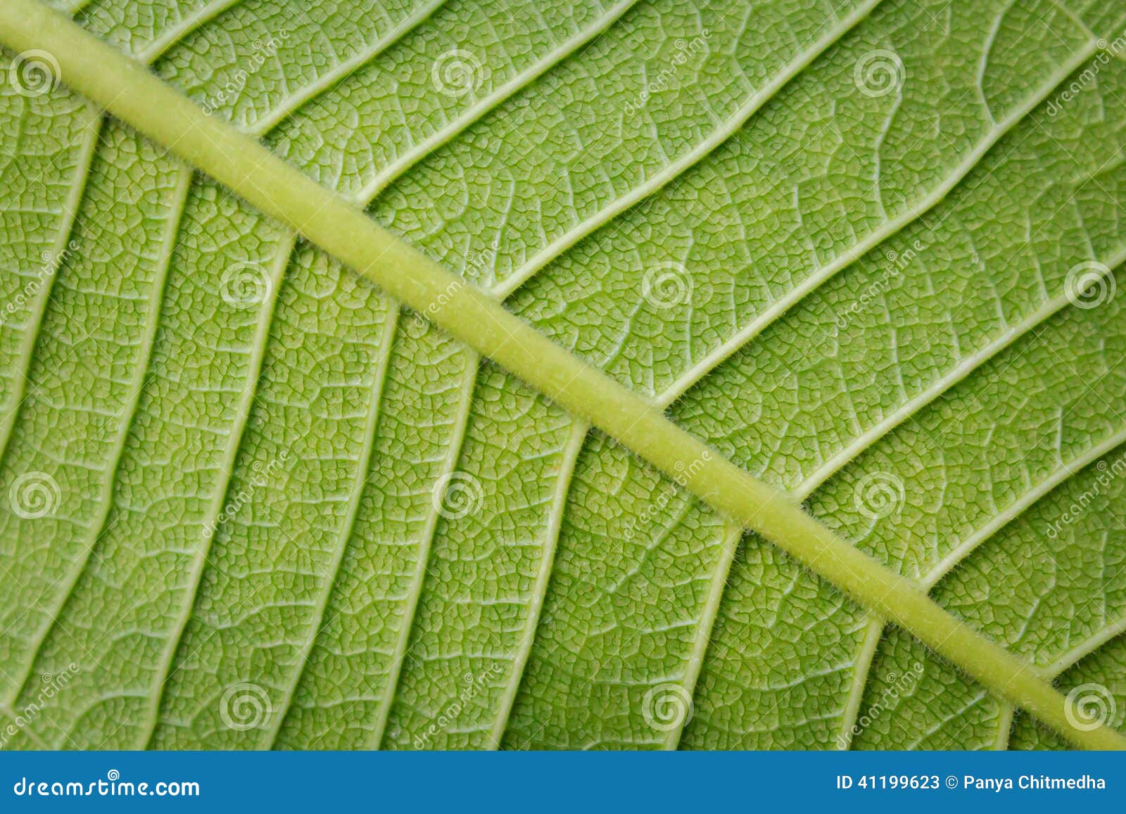 De Verse Groene Close-up Van De Textuur Van Het Blad Stock Afbeelding ...