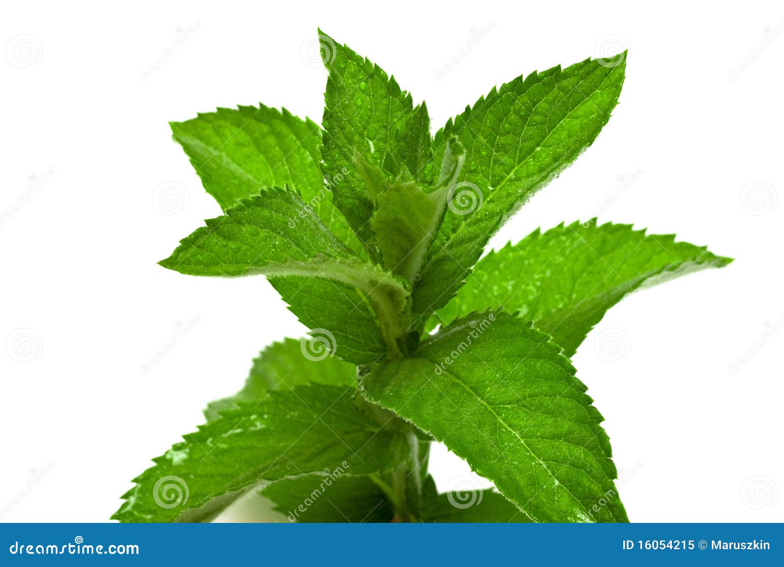 De verse munt doorbladert stock afbeelding. Image of ingrediënt - 16054215