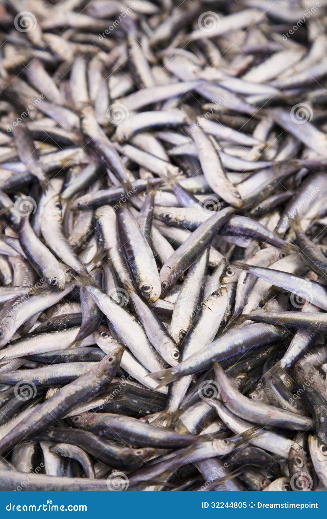 De Verse Sardines, Mackarels Vangst, Sluiten Omhoog Stock Afbeelding ...