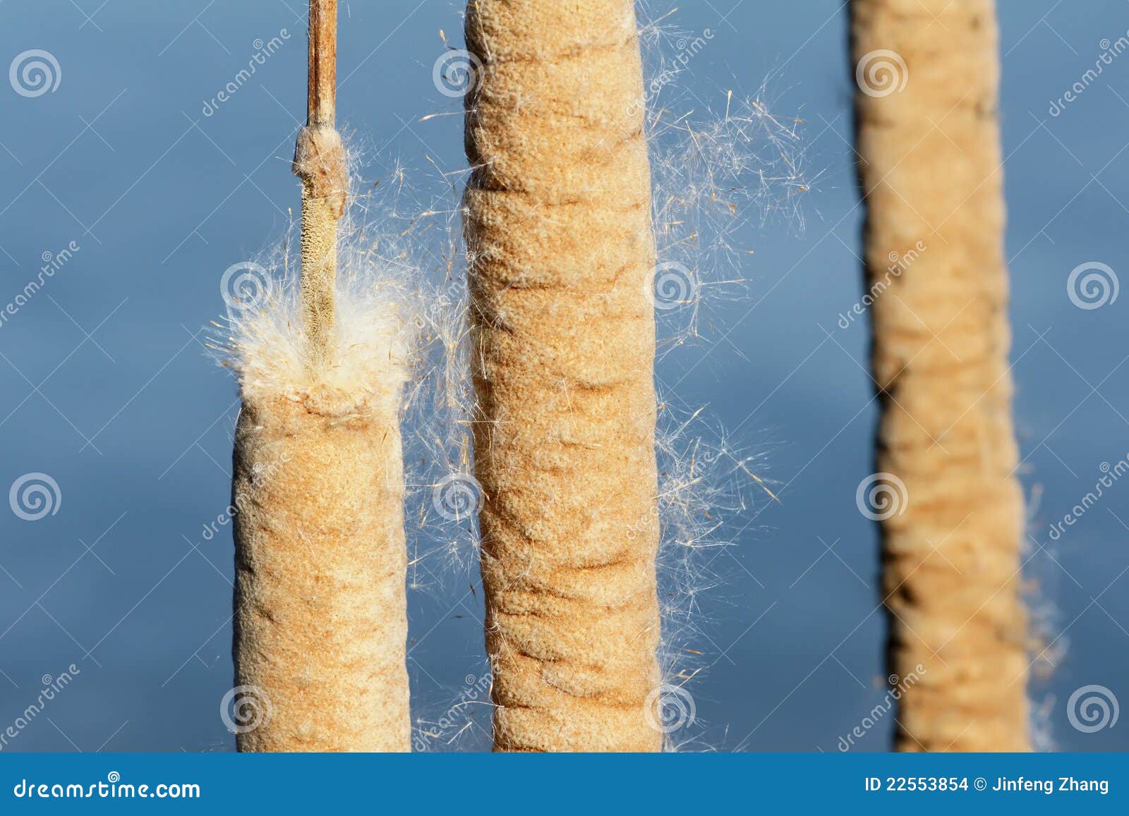 De Verspreiding Van Het Zaad Stock Foto - Image of verspreiding, wind ...