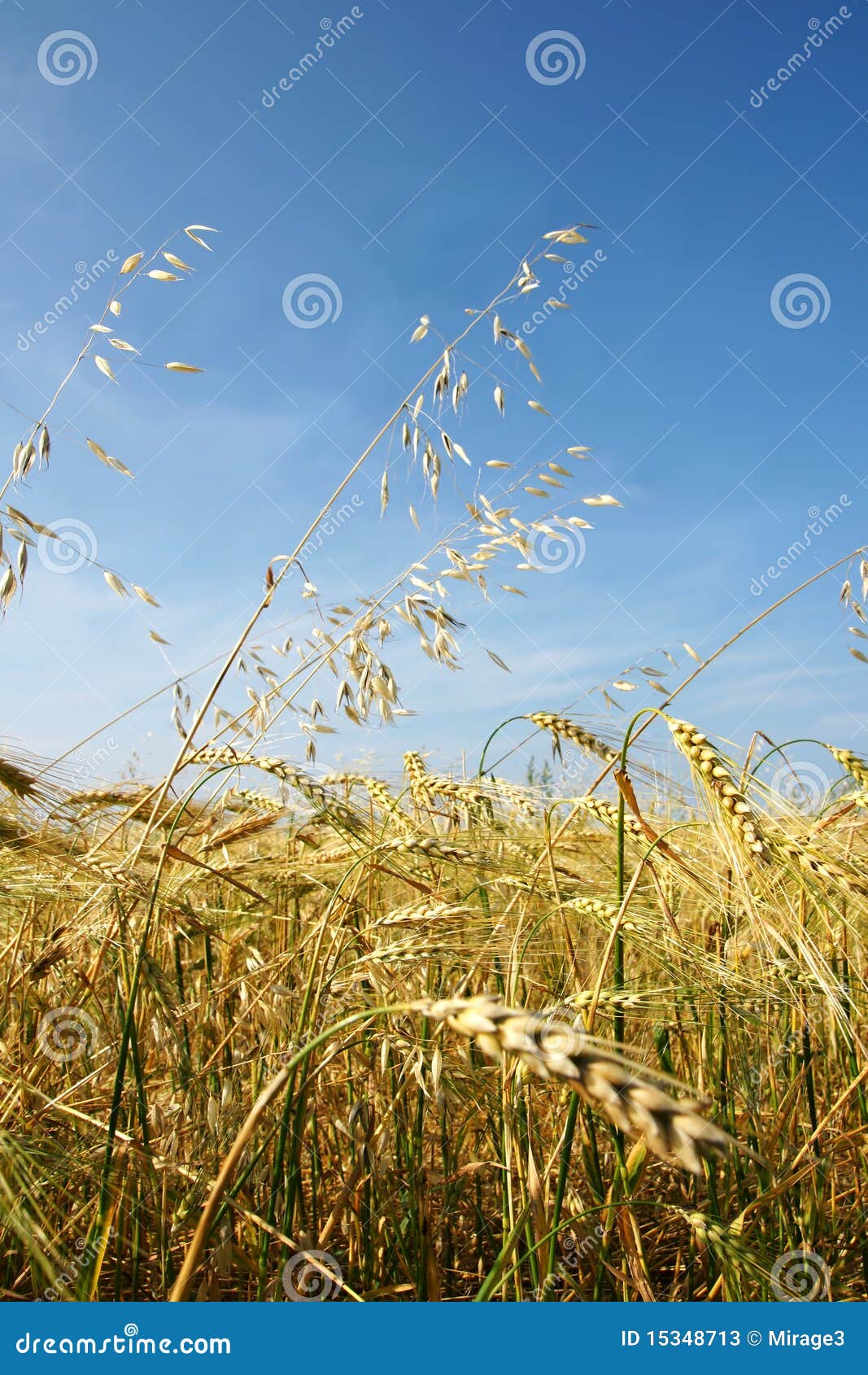 De Verticaal Van De Gerst En Van De Haver Stock Afbeelding - Image of ...