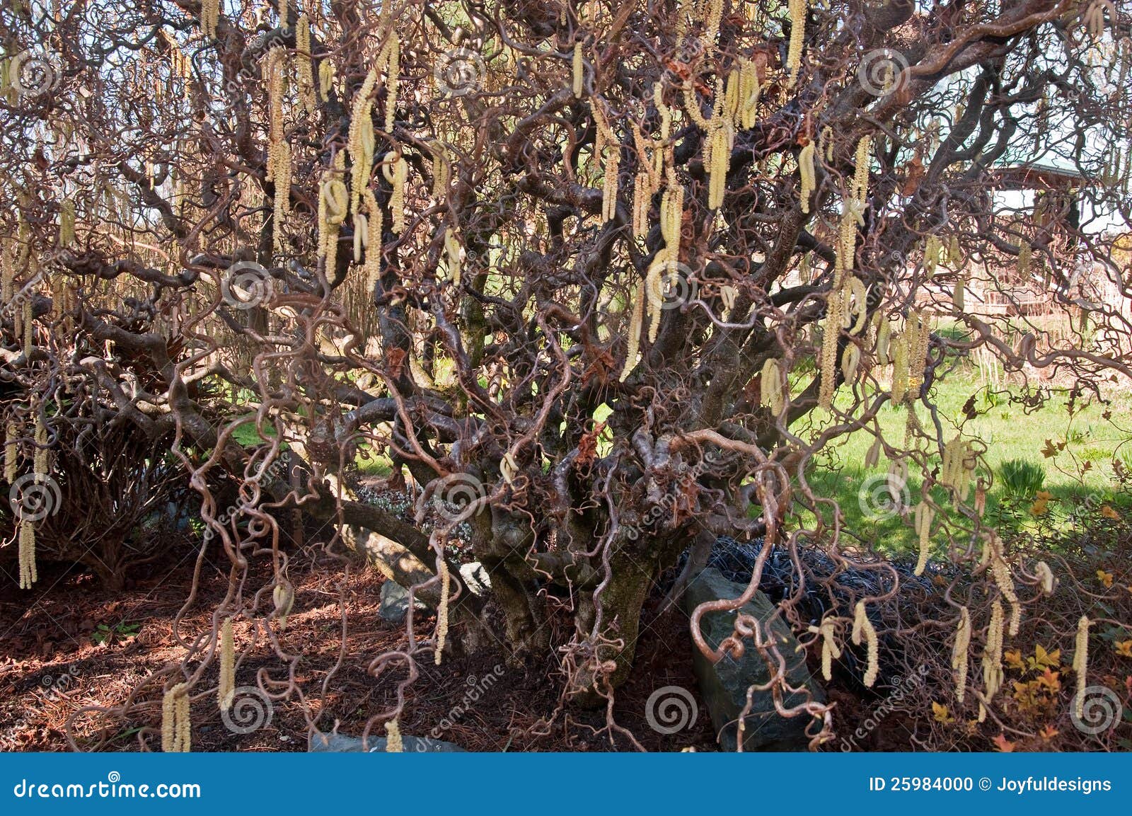 De Verwrongene Boom Van De Hazelnoot Stock Foto - Image of landbouw ...