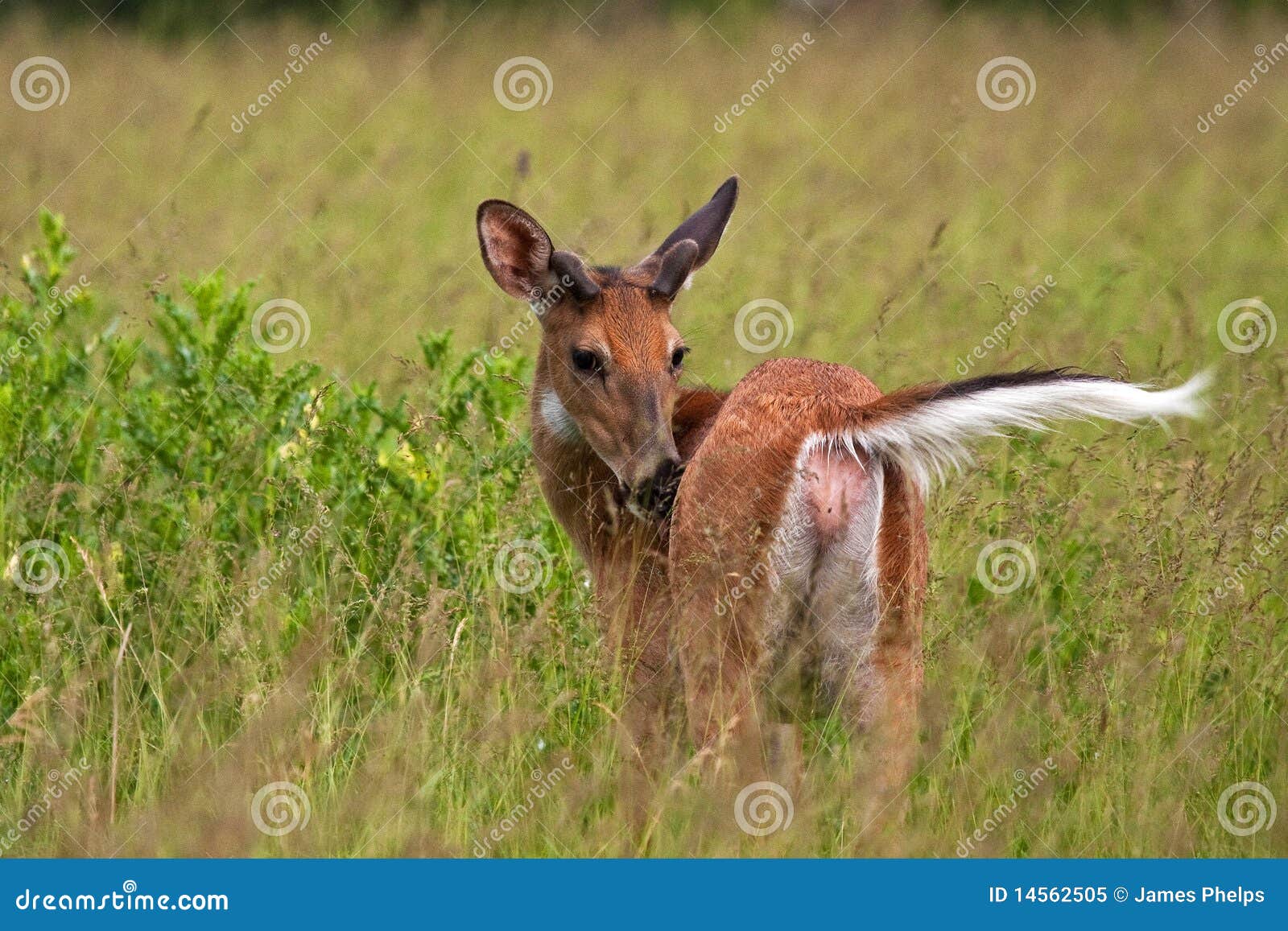 De Verzorgende Witte Herten Van De Staart Stock Afbeelding - Image of ...