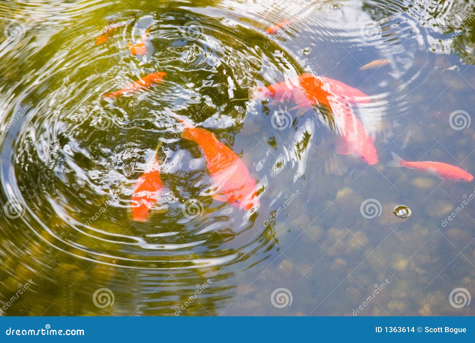 De Vijver van de goudvis stock foto. Image of goudvis - 1363614