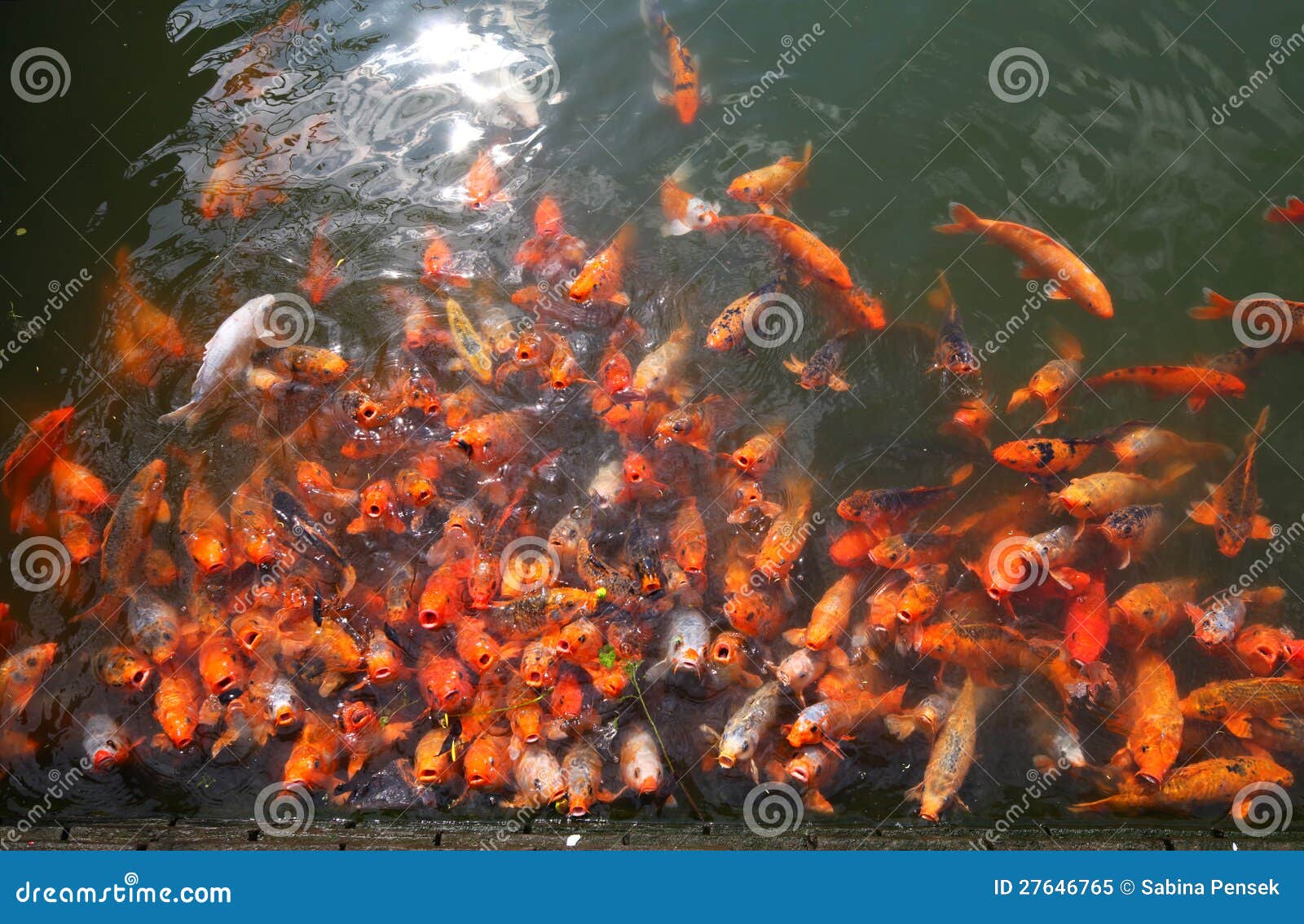 De Vijver Van De Goudvis in China Stock Afbeelding - Image of openlucht ...