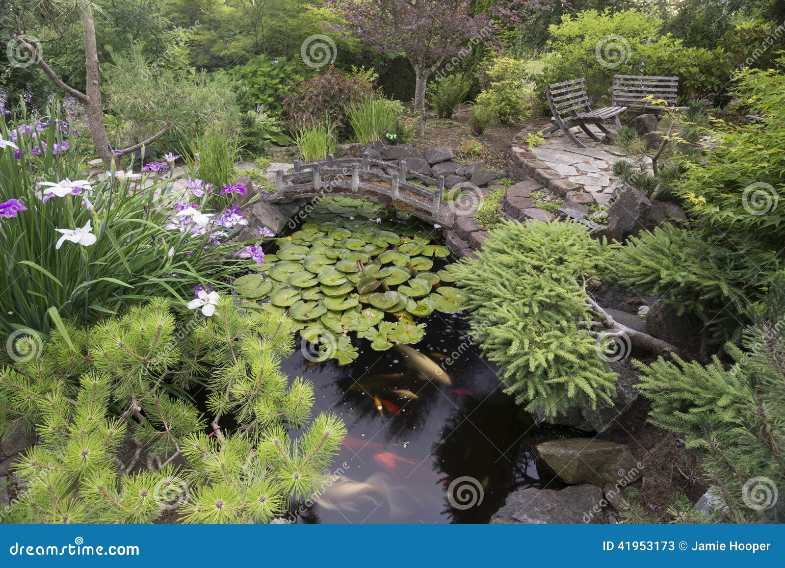 De vijvertuin van Koi stock afbeelding. Image of brug - 41953173