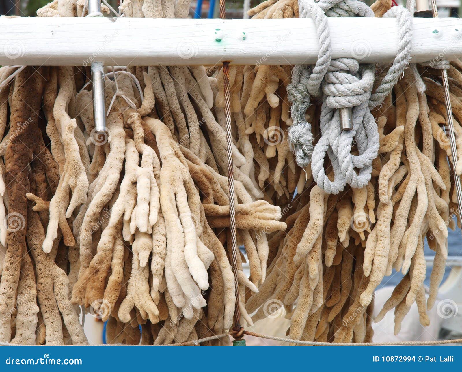 De Vinger Sponst Het Uitdrogen Op Een Het Duiken Boot Af Stock Foto ...