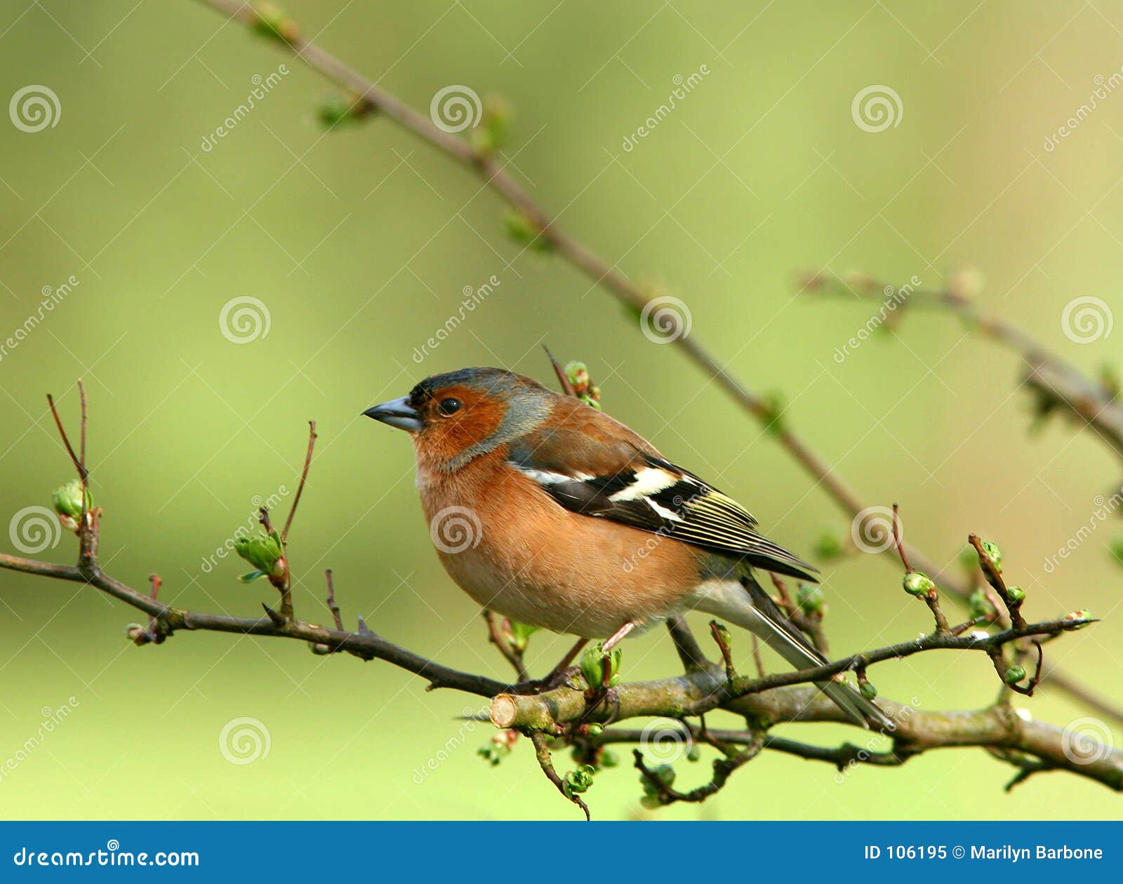 De vink stock afbeelding. Image of balancering, klauwen - 106195