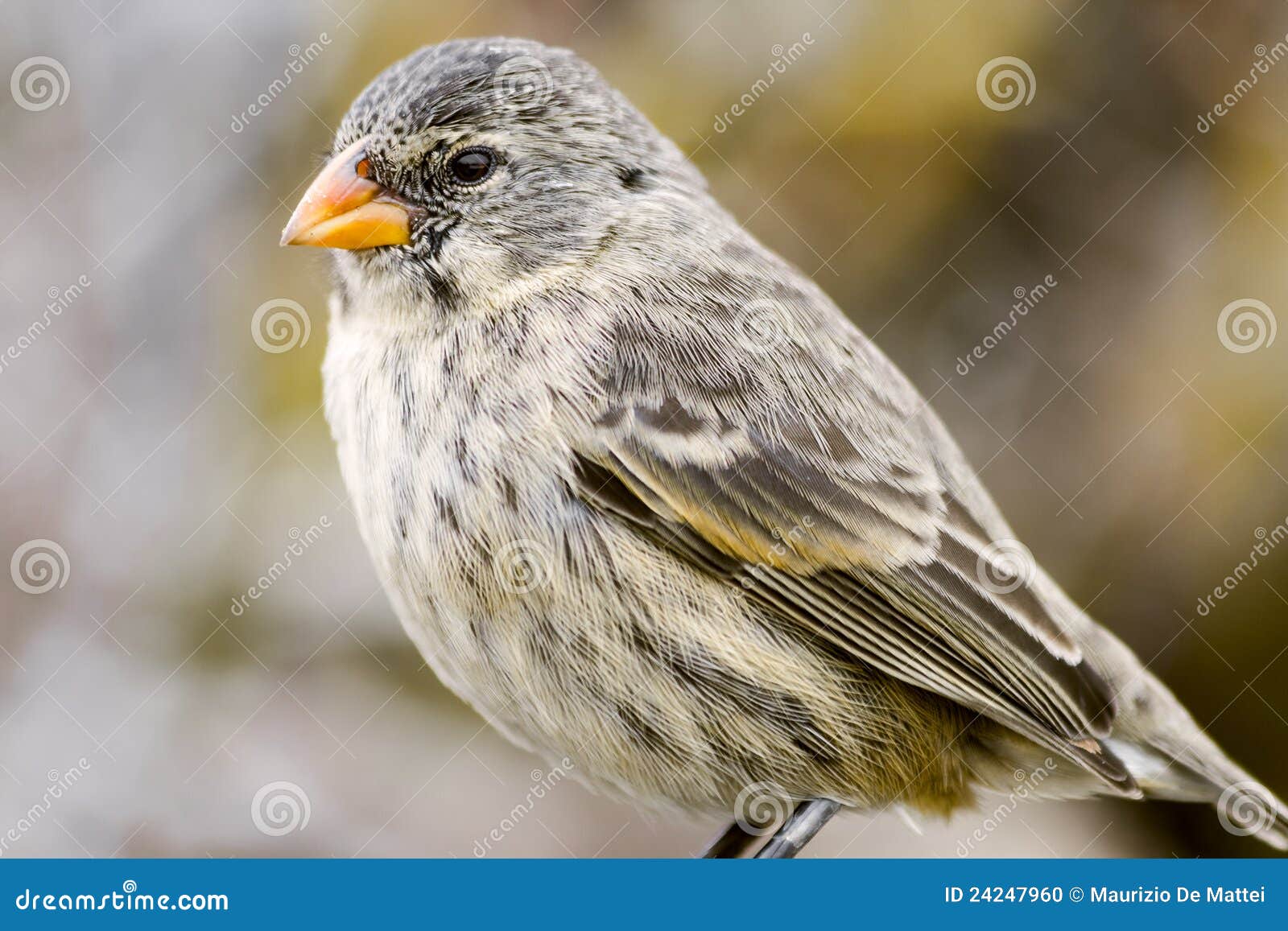 De Vink Van Darwin, De Galapagos Stock Foto - Image of biologie, nave ...