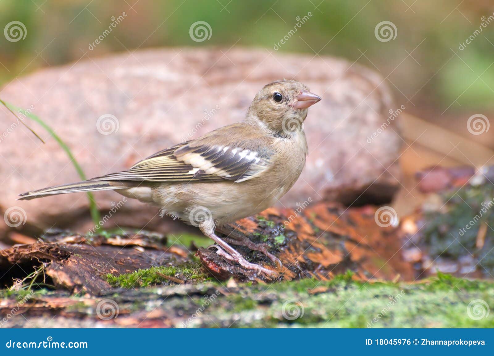 De vink van de vogel stock foto. Image of vink, vogel - 18045976