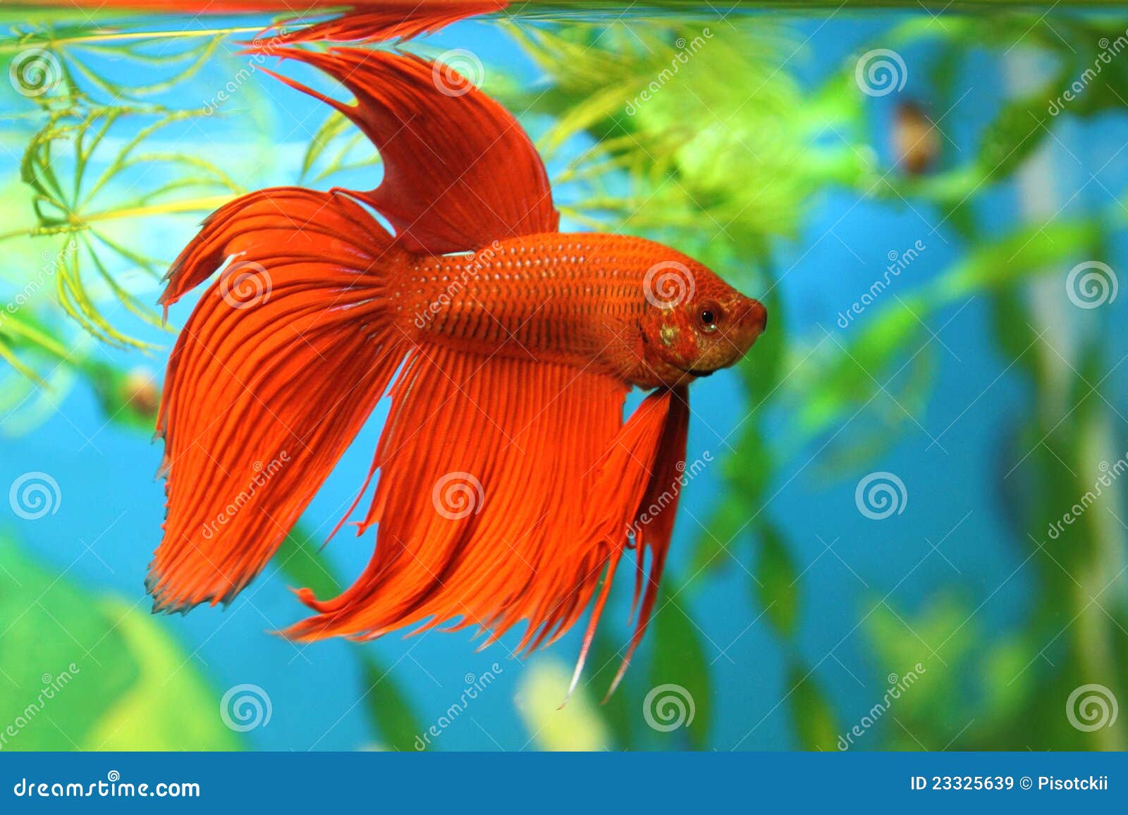 De Vissen Betta Van Aquarian Splendens Stock Afbeelding - Image of ...