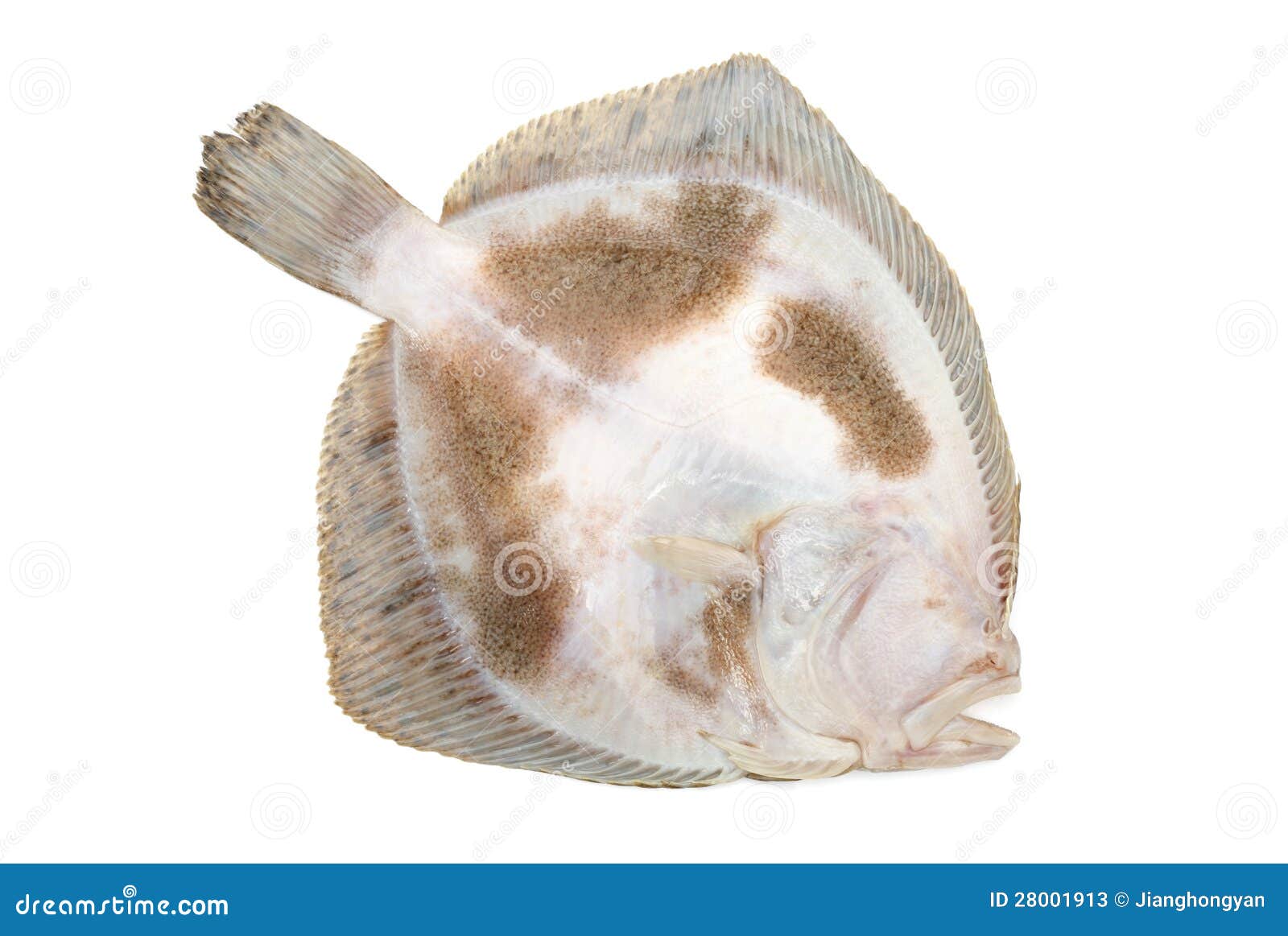 De vissen van de bot stock afbeelding. Image of vissen - 28001913