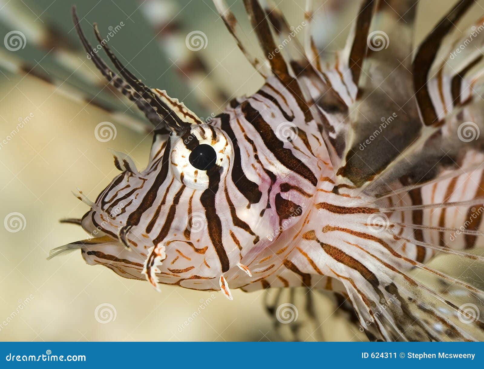 De vissen van de leeuw stock afbeelding. Image of onderwater - 624311