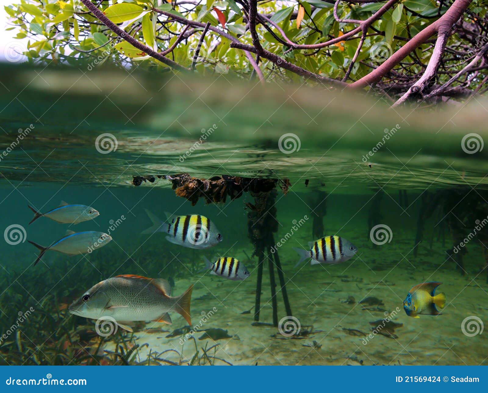 De vissen van de mangrove stock foto. Image of ondiep - 21569424
