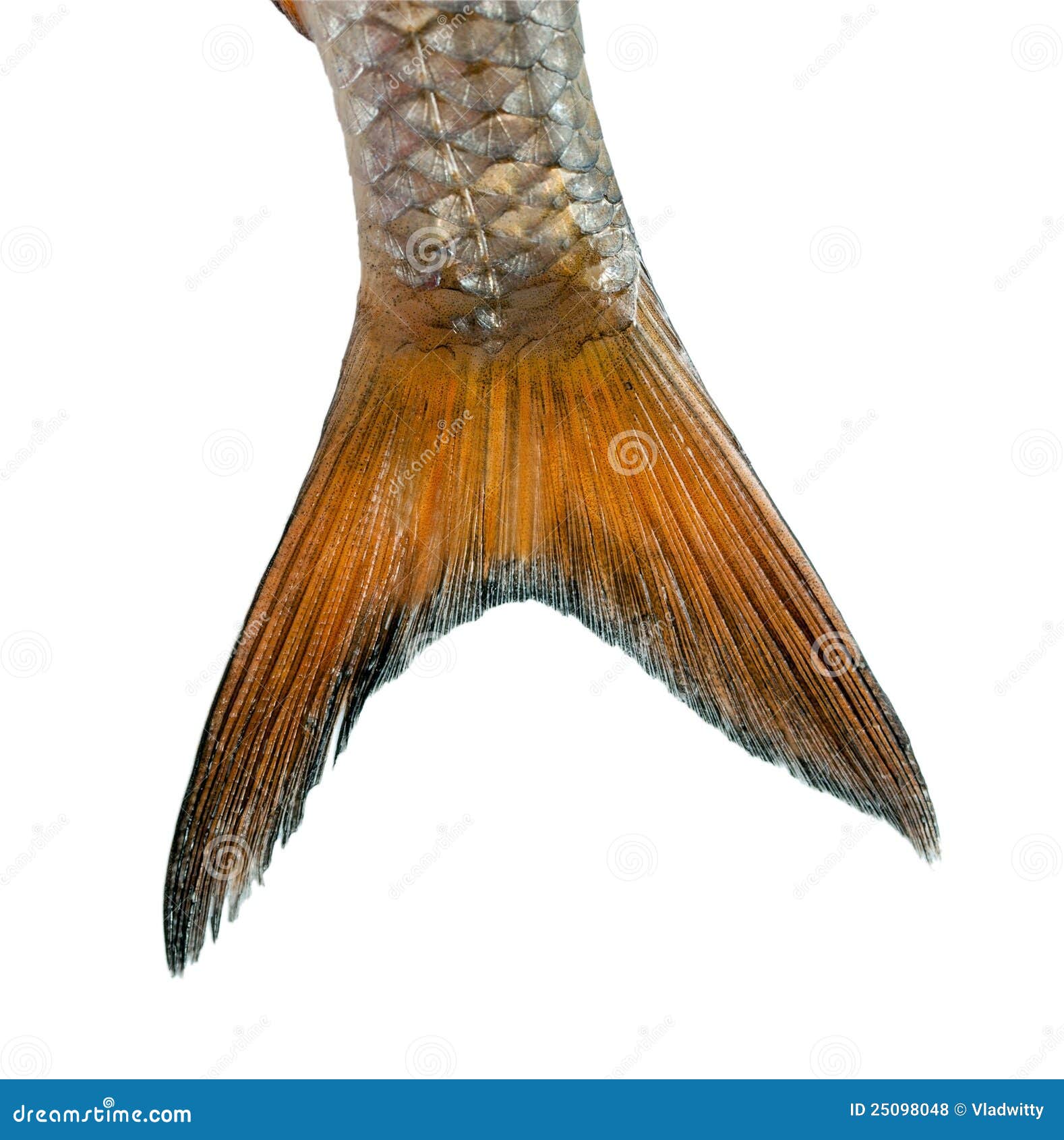 De vissen van de staart stock foto. Image of vissen, huisdier - 25098048