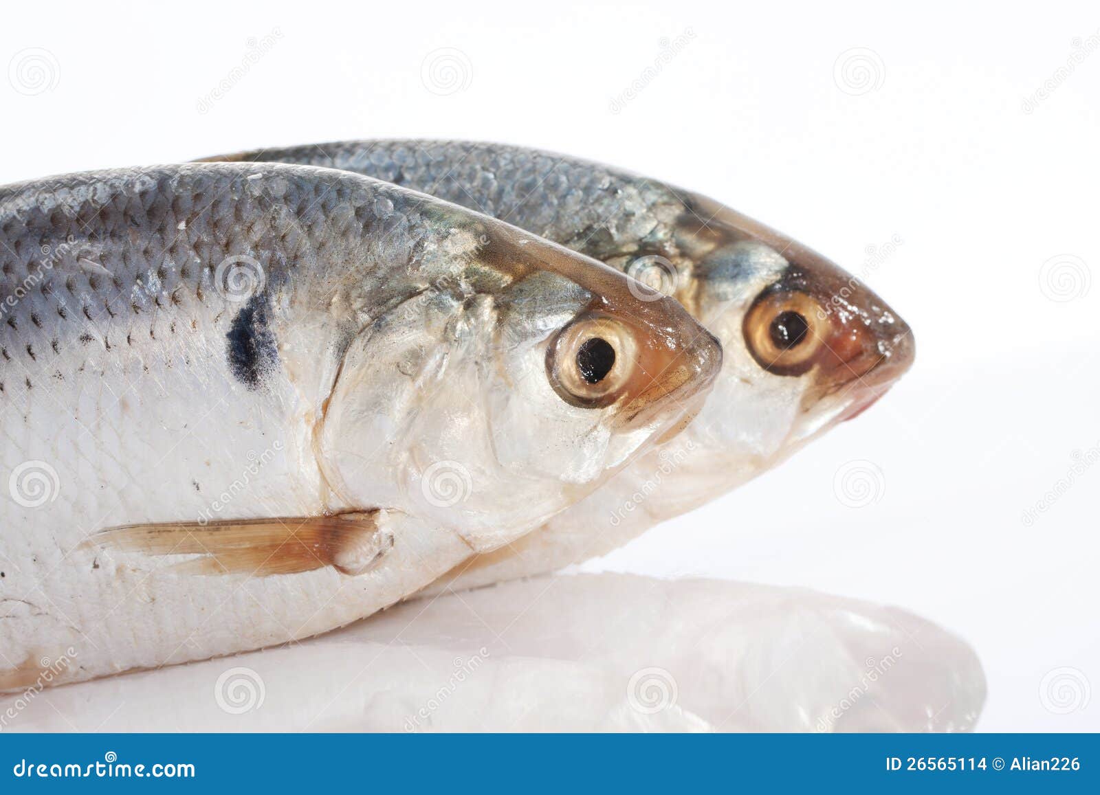 De vissen van haringen stock foto. Image of vissen, ingrediënt - 26565114