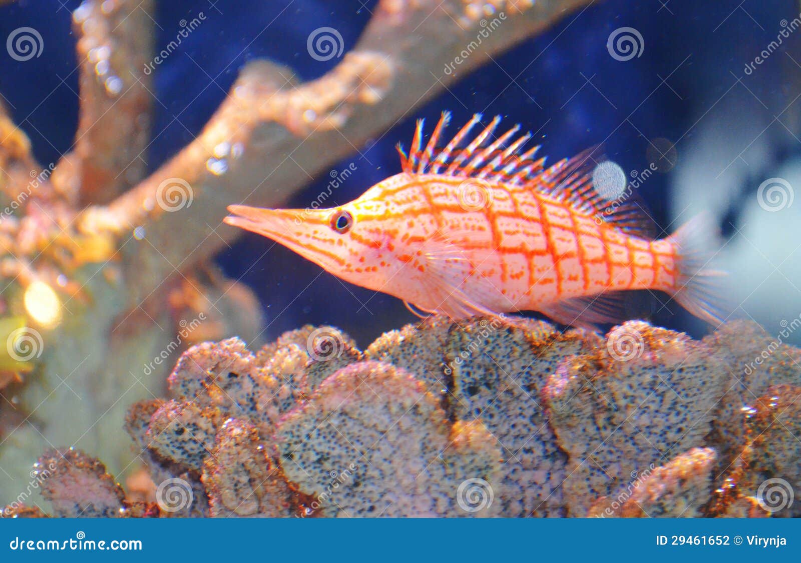 De vissen van het aquarium stock foto. Image of plunsing - 29461652