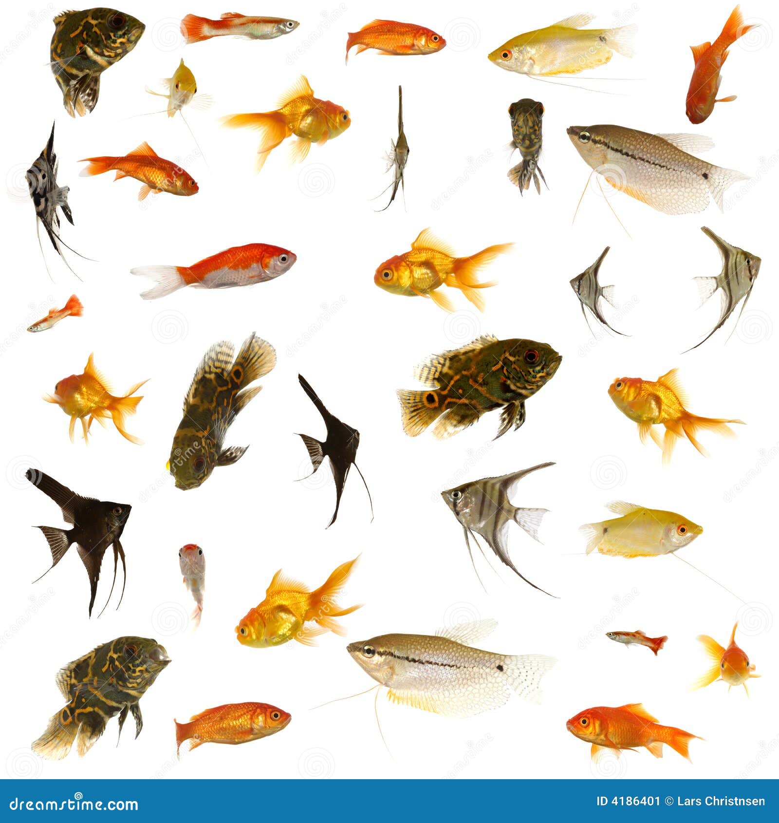 De vissen van het aquarium stock afbeelding. Image of binnenlands - 4186401