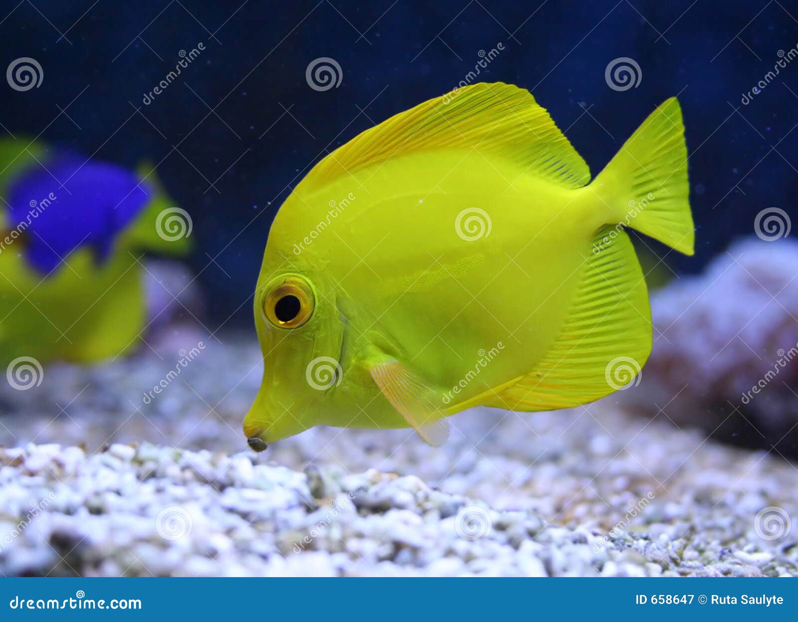 De vissen van het aquarium stock afbeelding. Image of kleurrijk - 658647