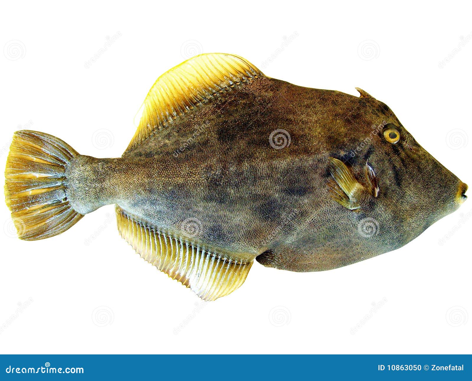 De Vissen van het varken stock foto. Image of dood, keuken - 10863050