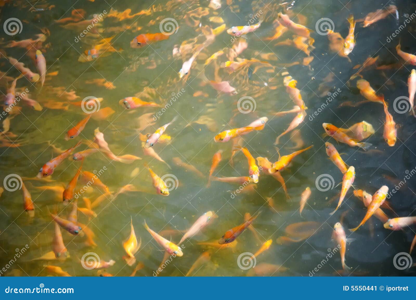De Vissen Van Koi Van De Baby Stock Afbeelding - Image of water, karper ...