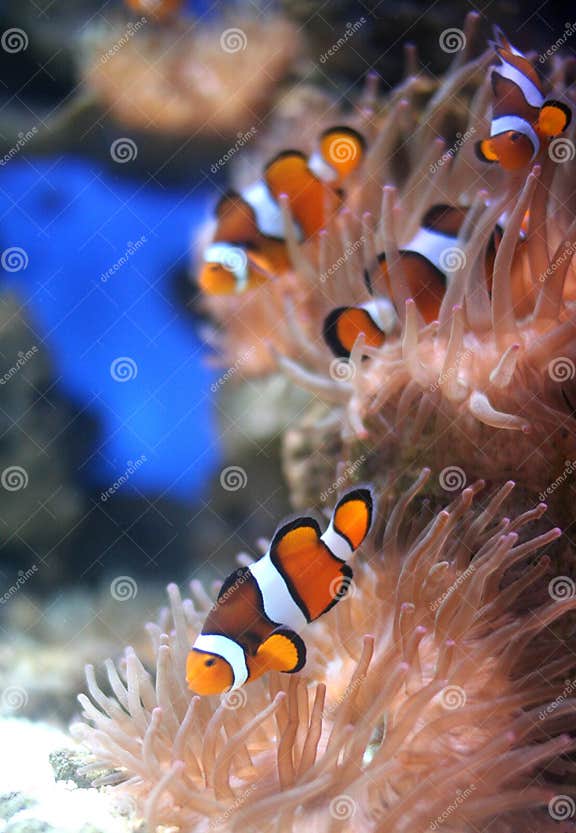 De vissen van Nemo stock foto. Image of tropisch, mening - 3230014