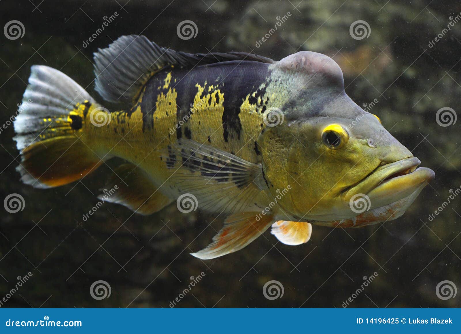 De Vissen Van Oscar Van De Tijger Stock Afbeelding - Image of oscar ...