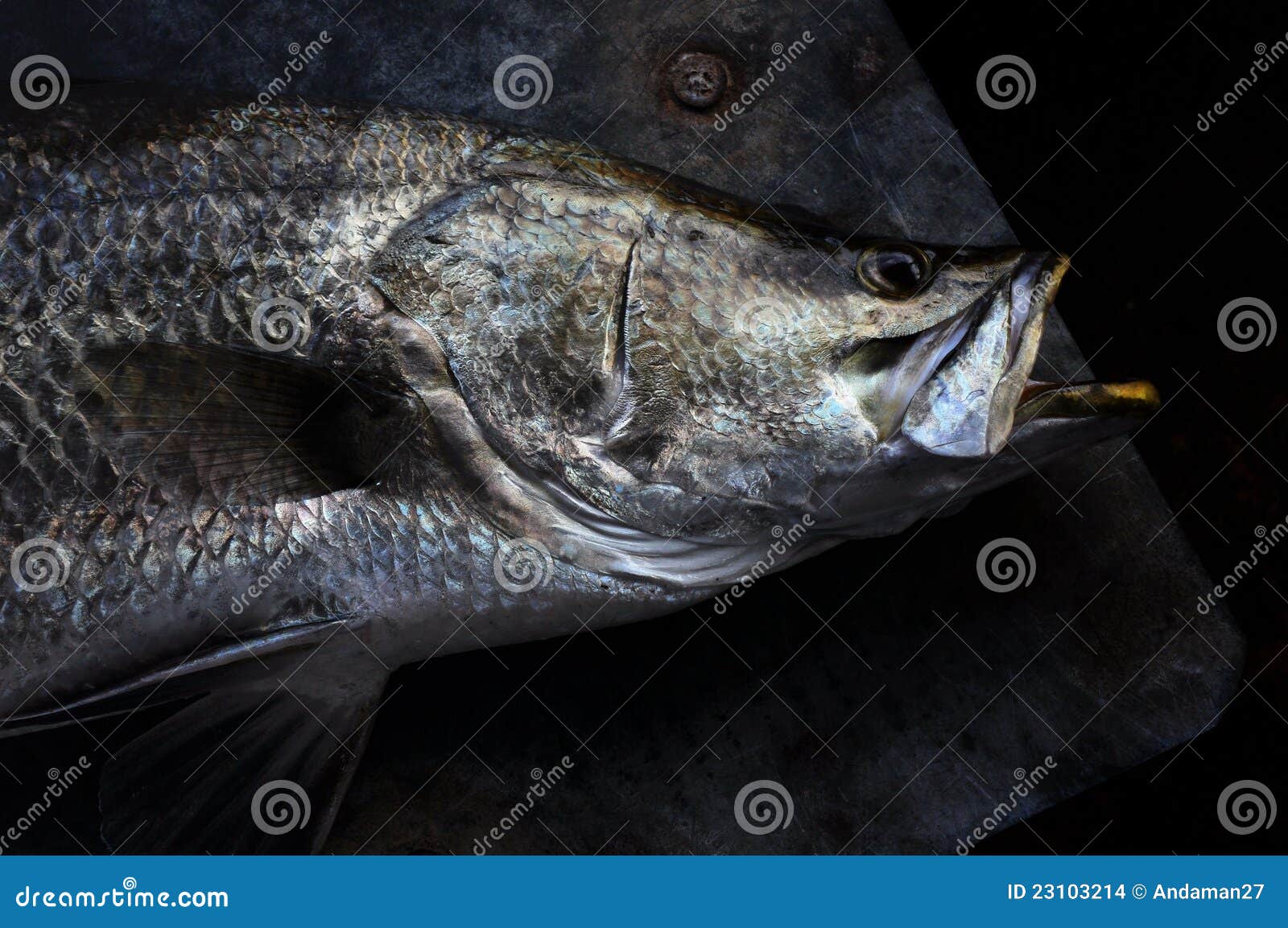 De vissen van Siver stock foto. Image of pret, markt - 23103214