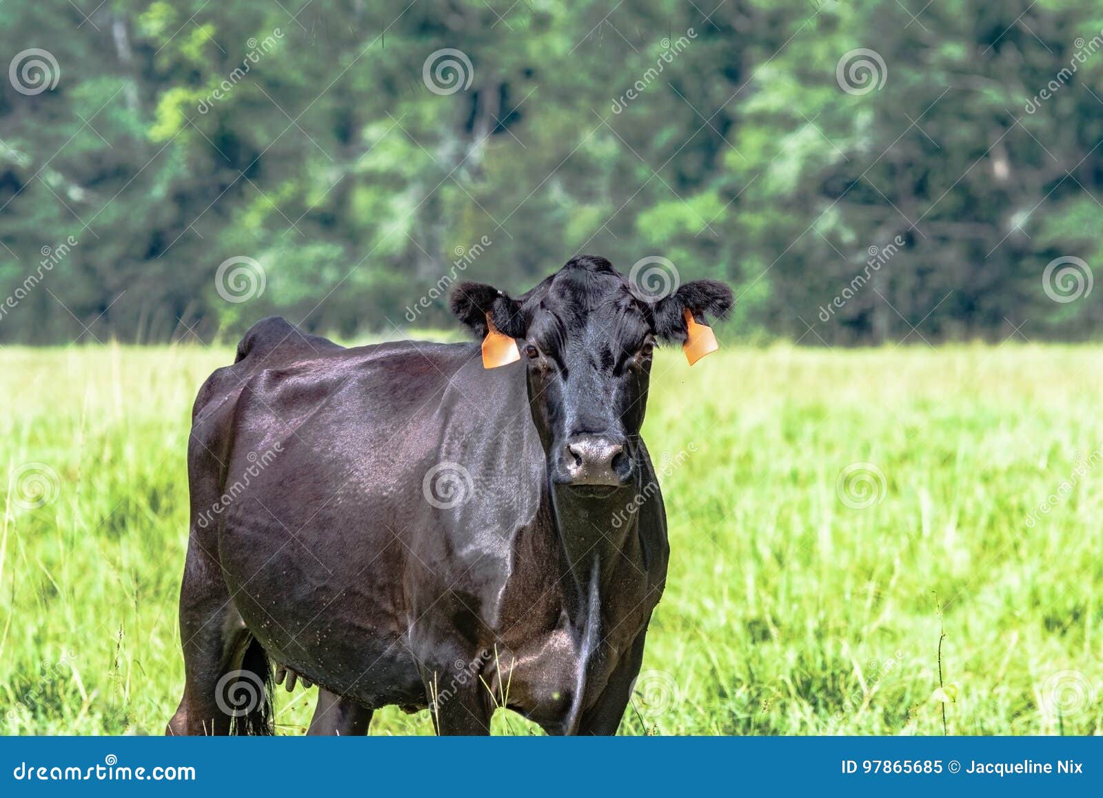 De Vleeskoe Van Angus in De Zomerweiland Stock Afbeelding - Image of ...